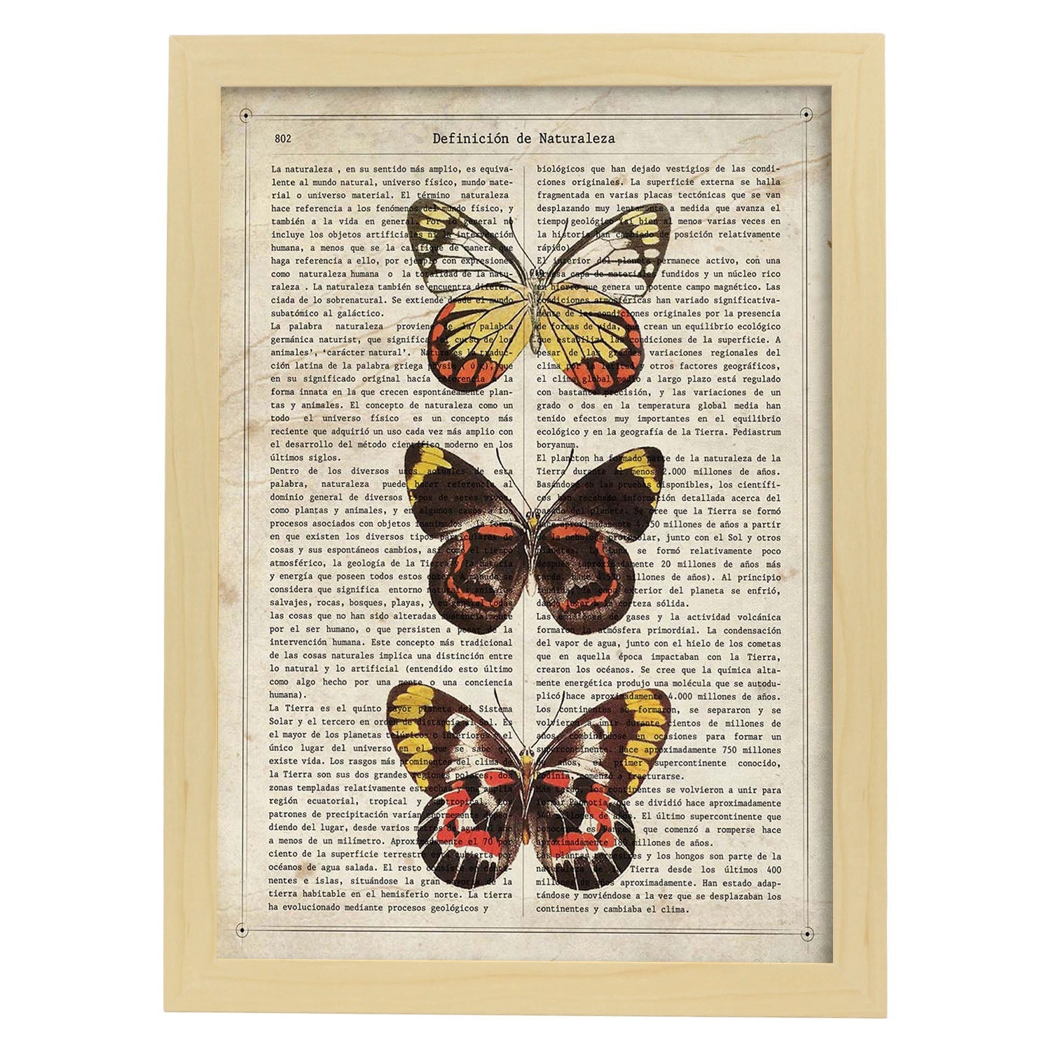 Poster De Mariposas Pieris. Láminas De Mariposas. Decoracion De ...