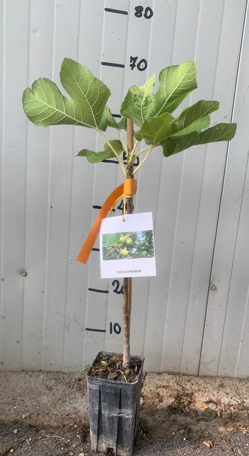 Pianta di fico a striscio fico variegato fico panachè foto reali H 60cm ...