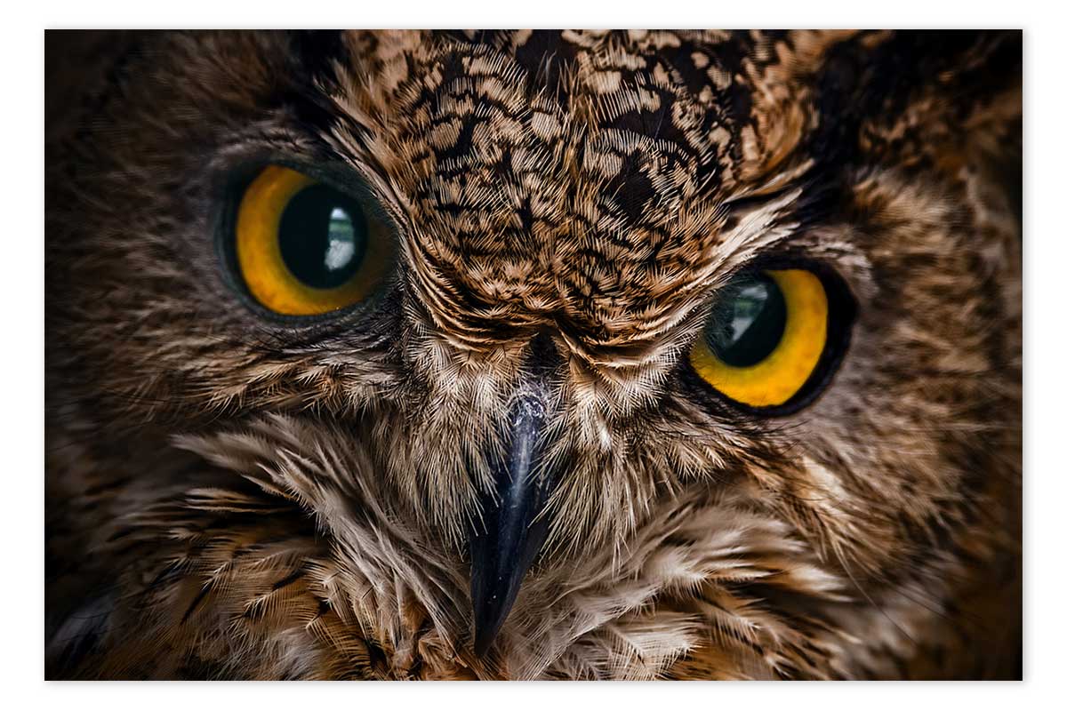 Cartel Close Up búho - 60x40cm - made in France | Leroy Merlin