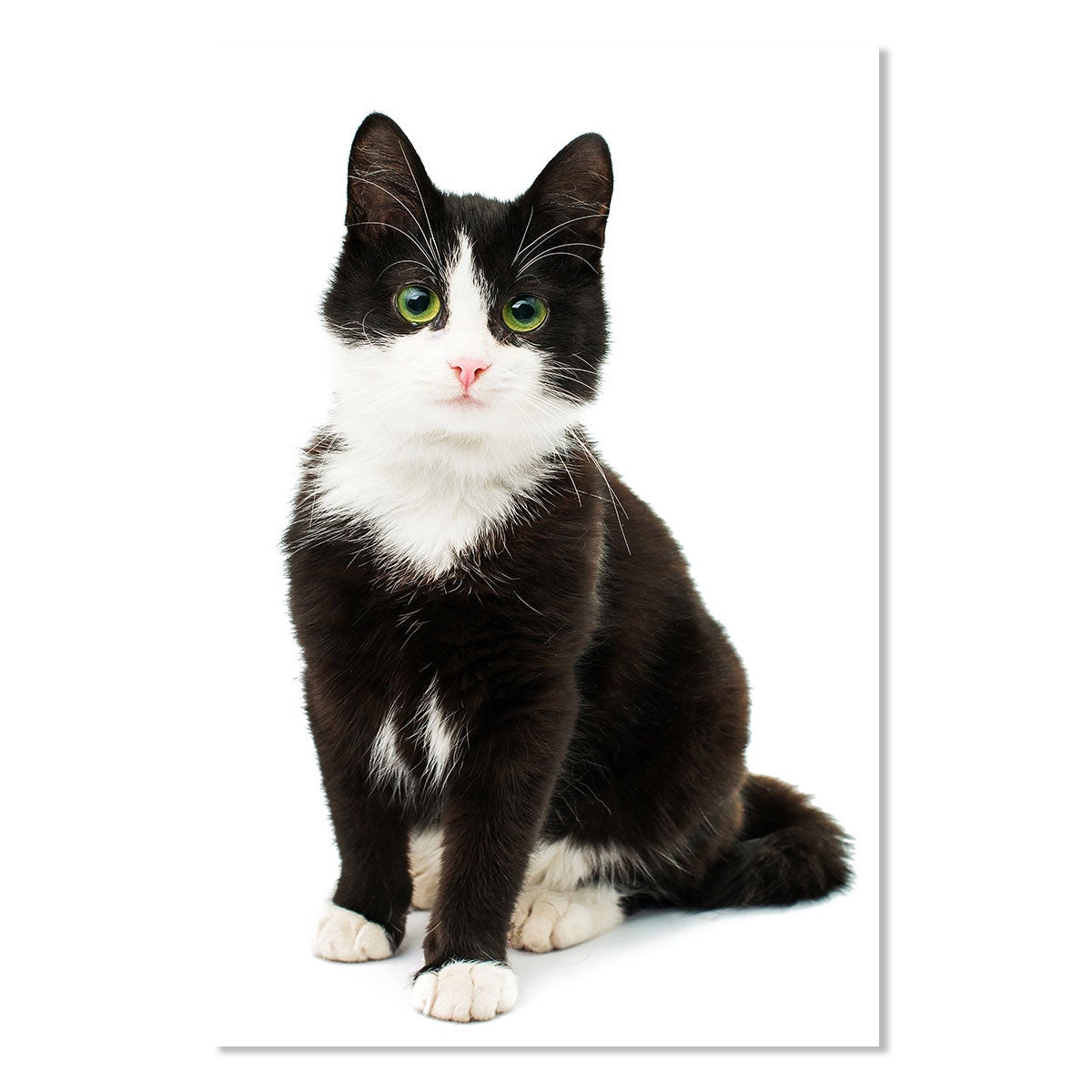 Affiche animaux shooting chat noir et blanc - 40x60cm - made in France ...