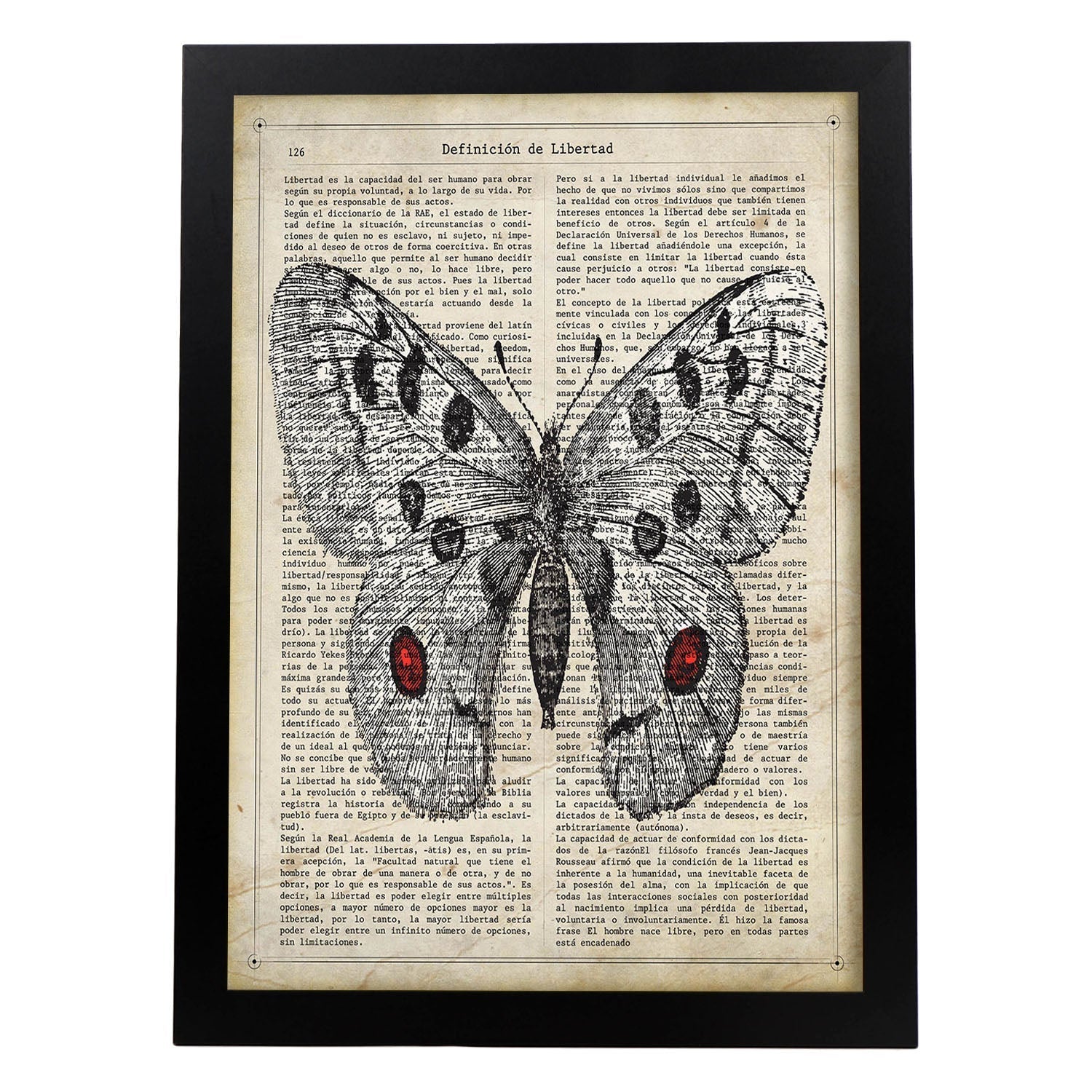 Poster De Mariposa Apollo. Láminas De Mariposas. Decoracion De ...