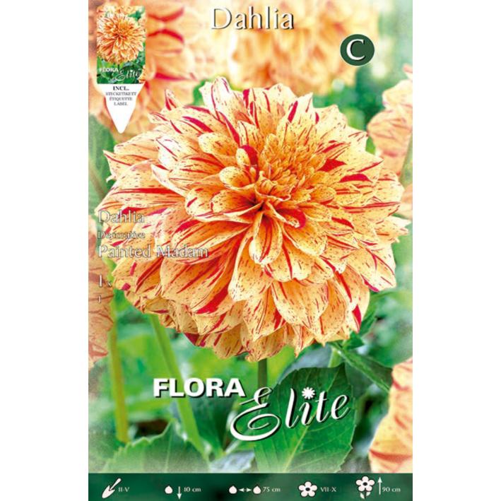 Bulbo Dalia decorativa naranja bronce 1 | Leroy Merlin