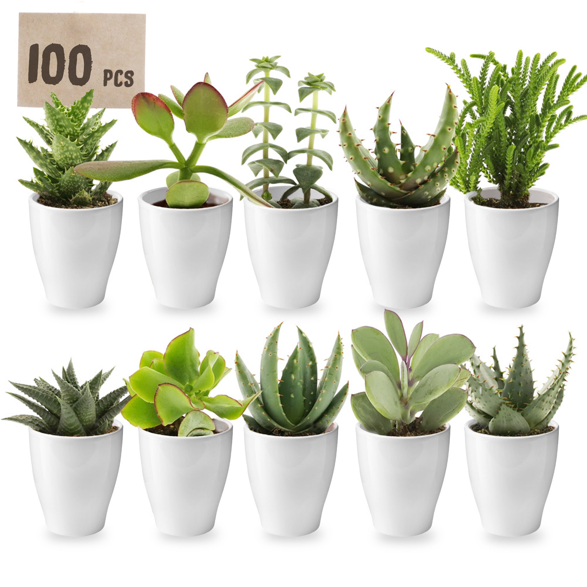 Mini Plantes Grasses avec Pots - 100 pièces | Leroy Merlin
