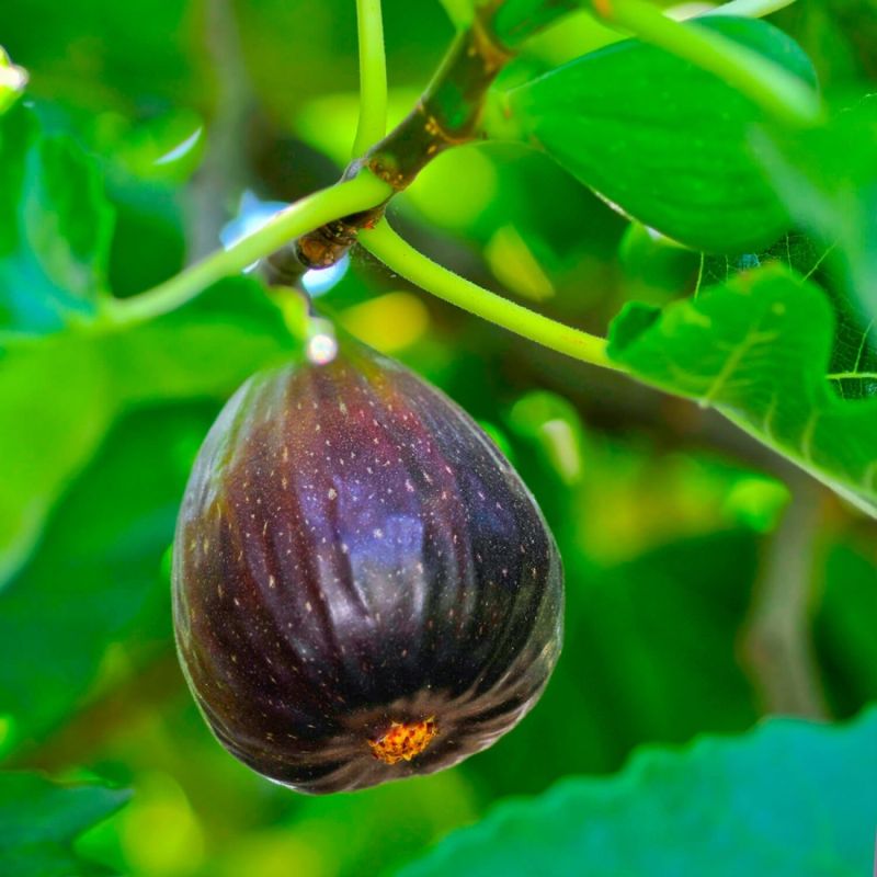 Figuier carica 'Violette de Sollies' (Ficus carica 'Violette de Sollies ...