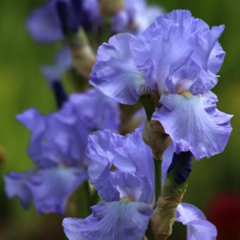 3 Iris Saphir - Lot de 3 vivaces - Pépinières Naudet | Leroy Merlin