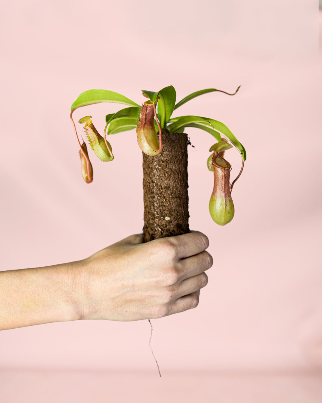Carnívora Nepenthes | Mini Planta Carnivora Natural | Pur Plant | Leroy ...