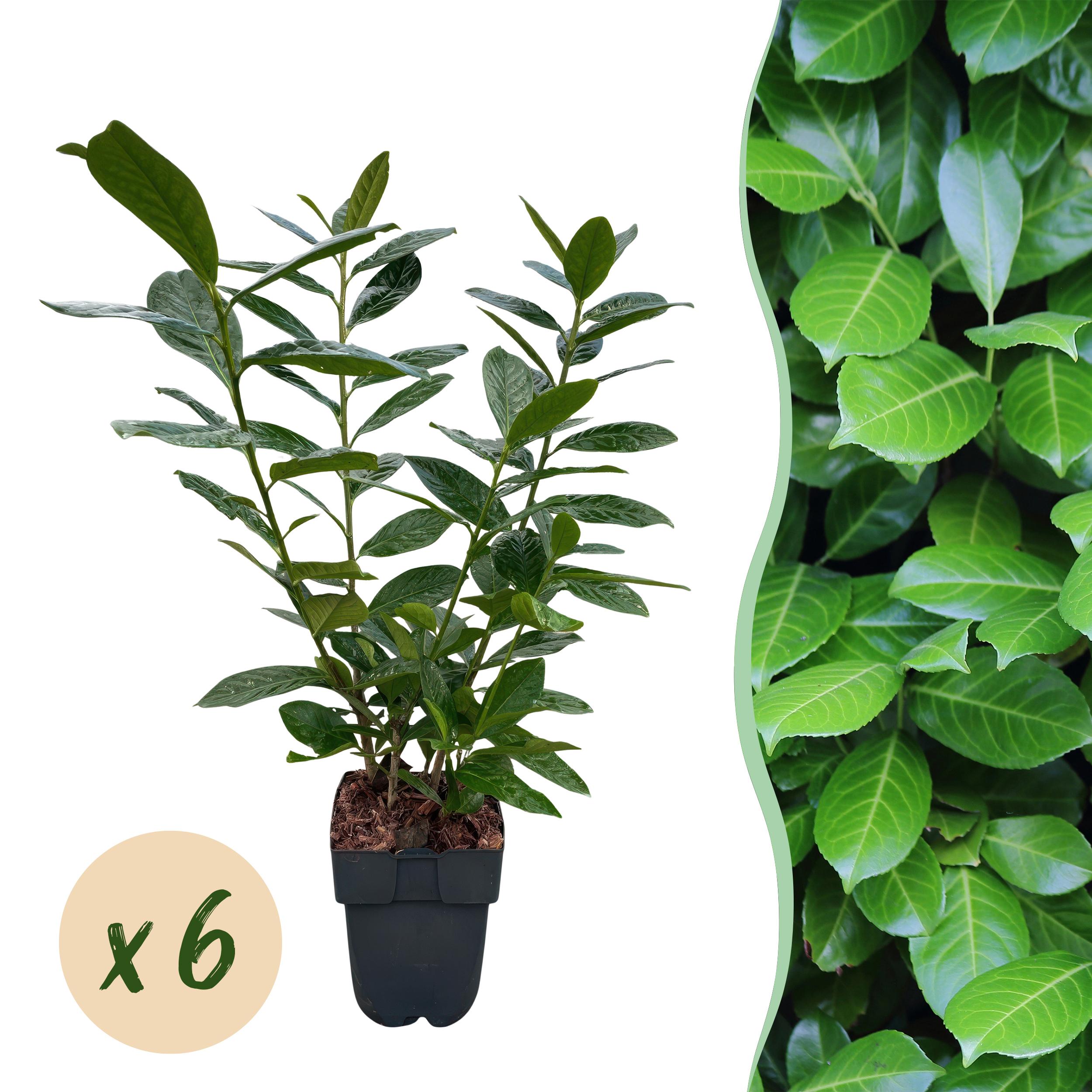 Green boutiQ Laurier-cerise Prunus laurocerasus Novita – Haie ...