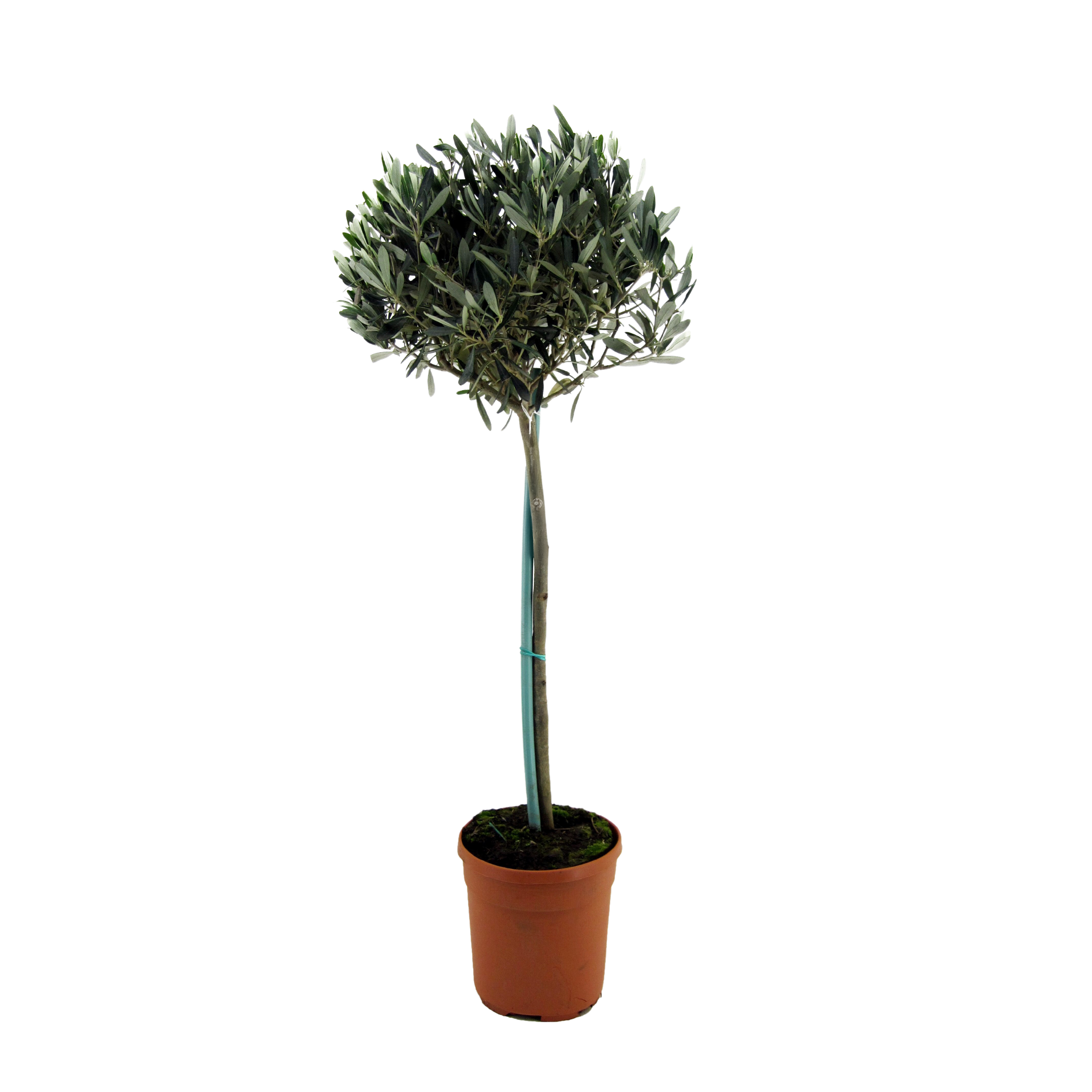 Olivo - Olea europaea - Altezza 155-170cm - ⌀19cm | Leroy Merlin