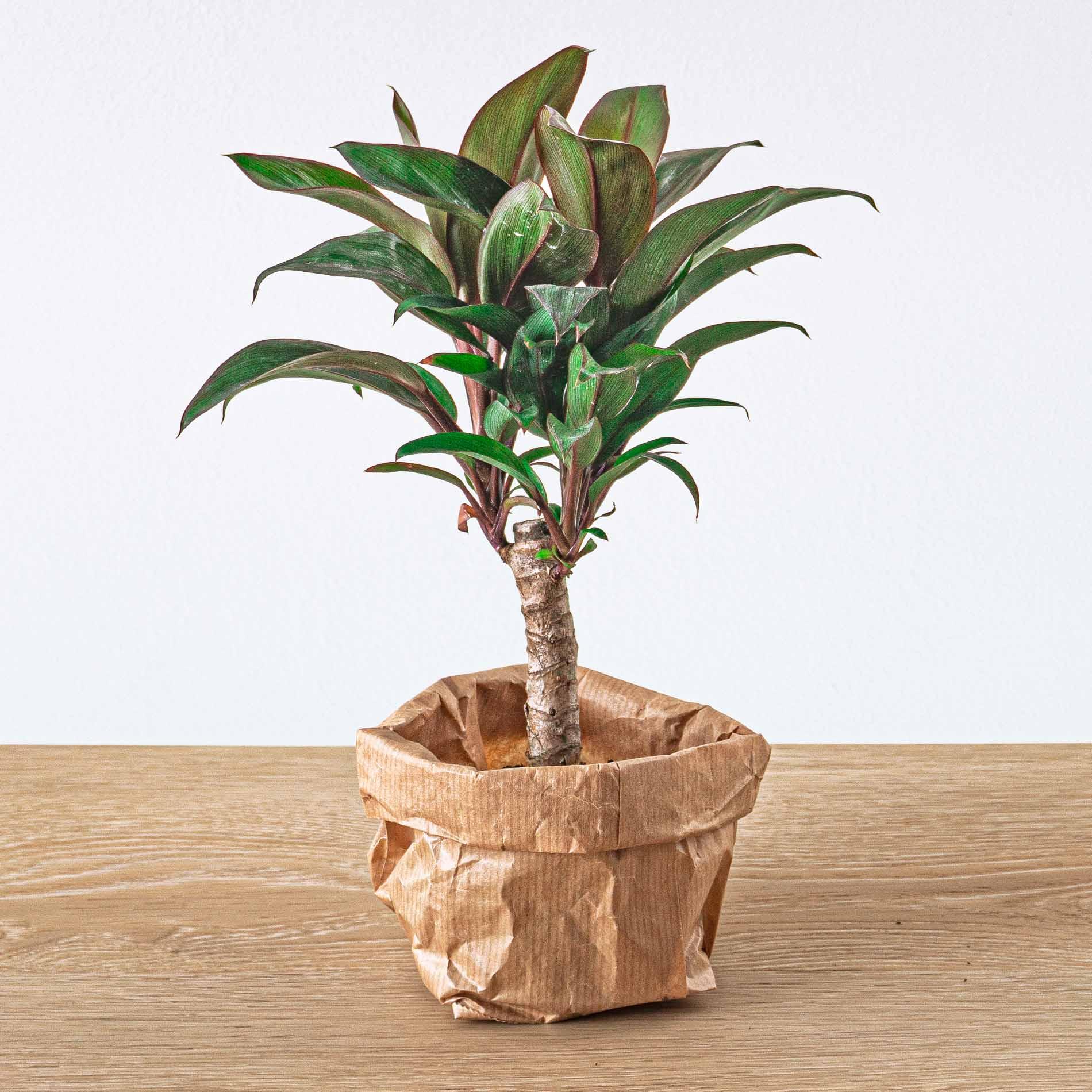 Mini-palm Cordyline 'Purple Compacta' - Plante Terrarium - Intérieur ...