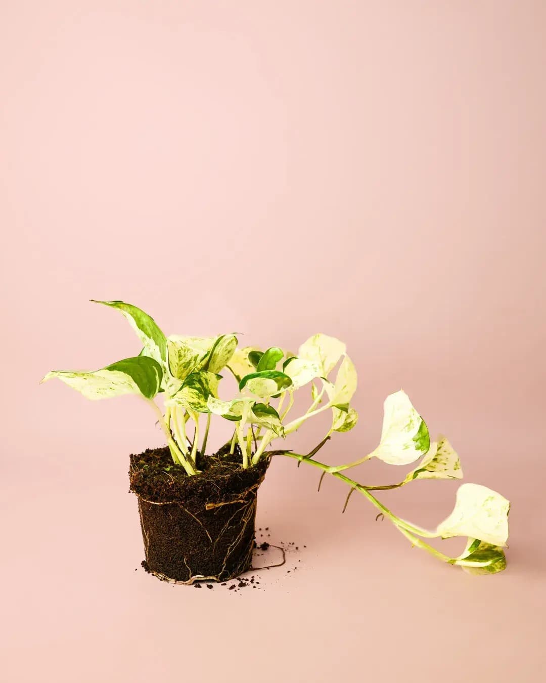 Potho Variegado | Plantas Naturales Interior | Pur Plant | Leroy Merlin