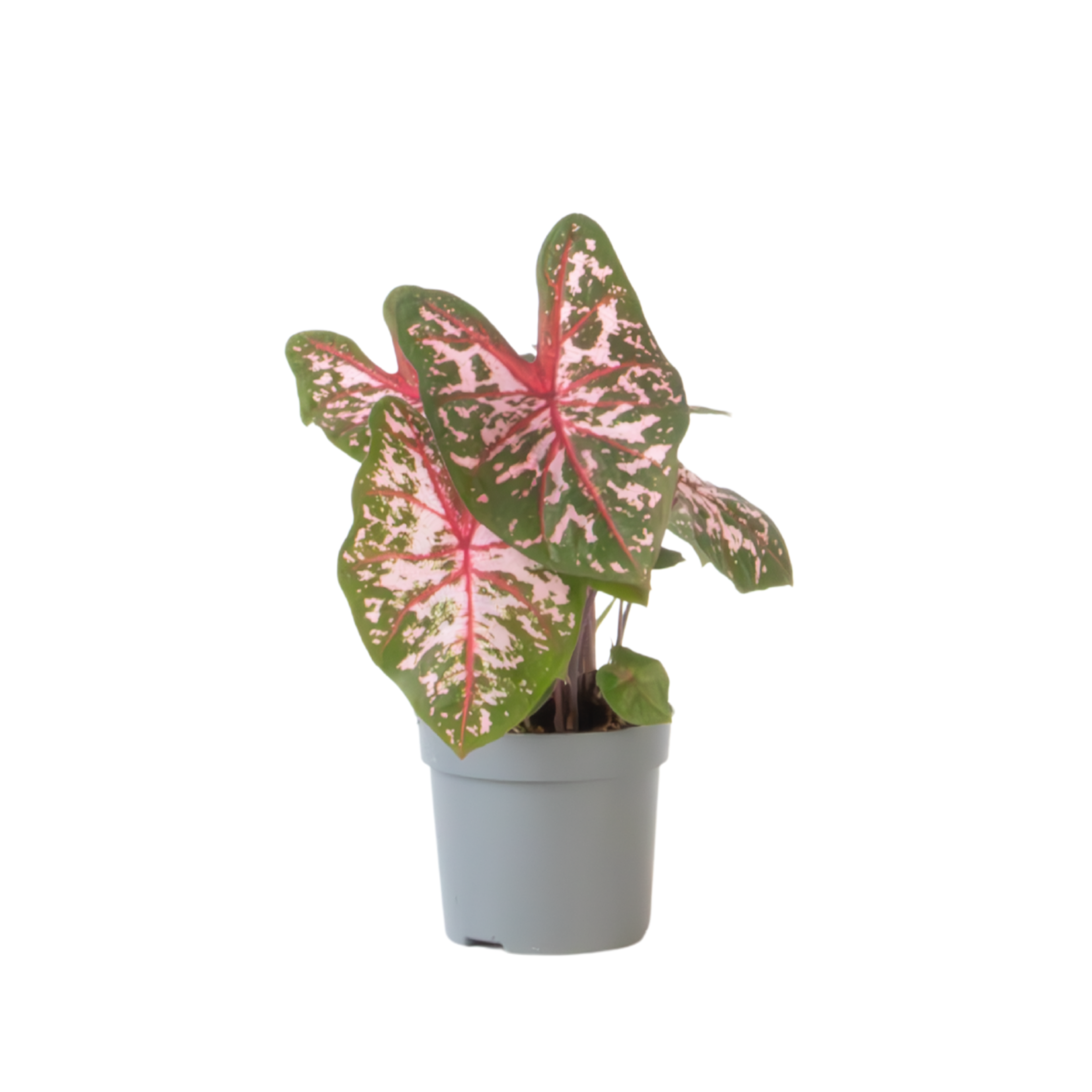 Caladio - Caladium 'Carolyn Whorton' - Altura 25-40cm - ⌀13cm | Leroy ...