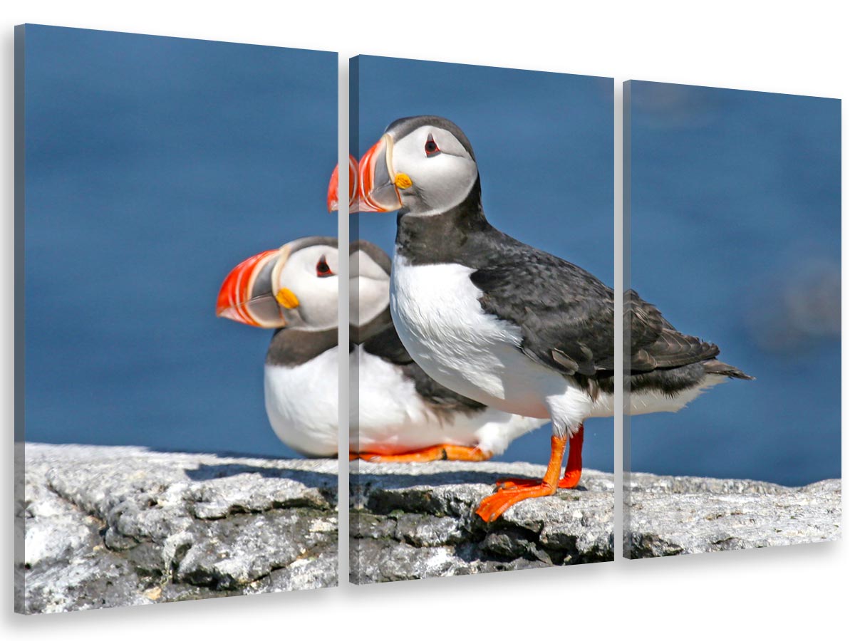 Tableau triptyque Tableau photo macareux sur l'ile aux moines - 90x60 ...