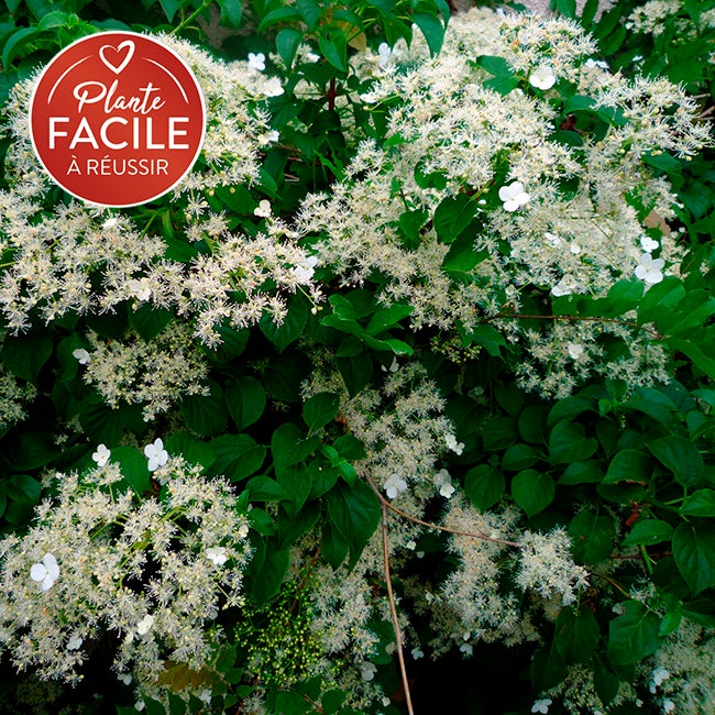 Hortensia grimpant 'Petiolaris' - hydrangea anomala 1,5L - 40/60cm ...