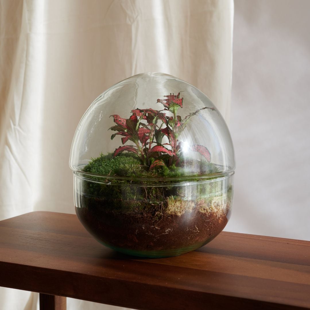 Terrarium Sphère D:20 | Leroy Merlin