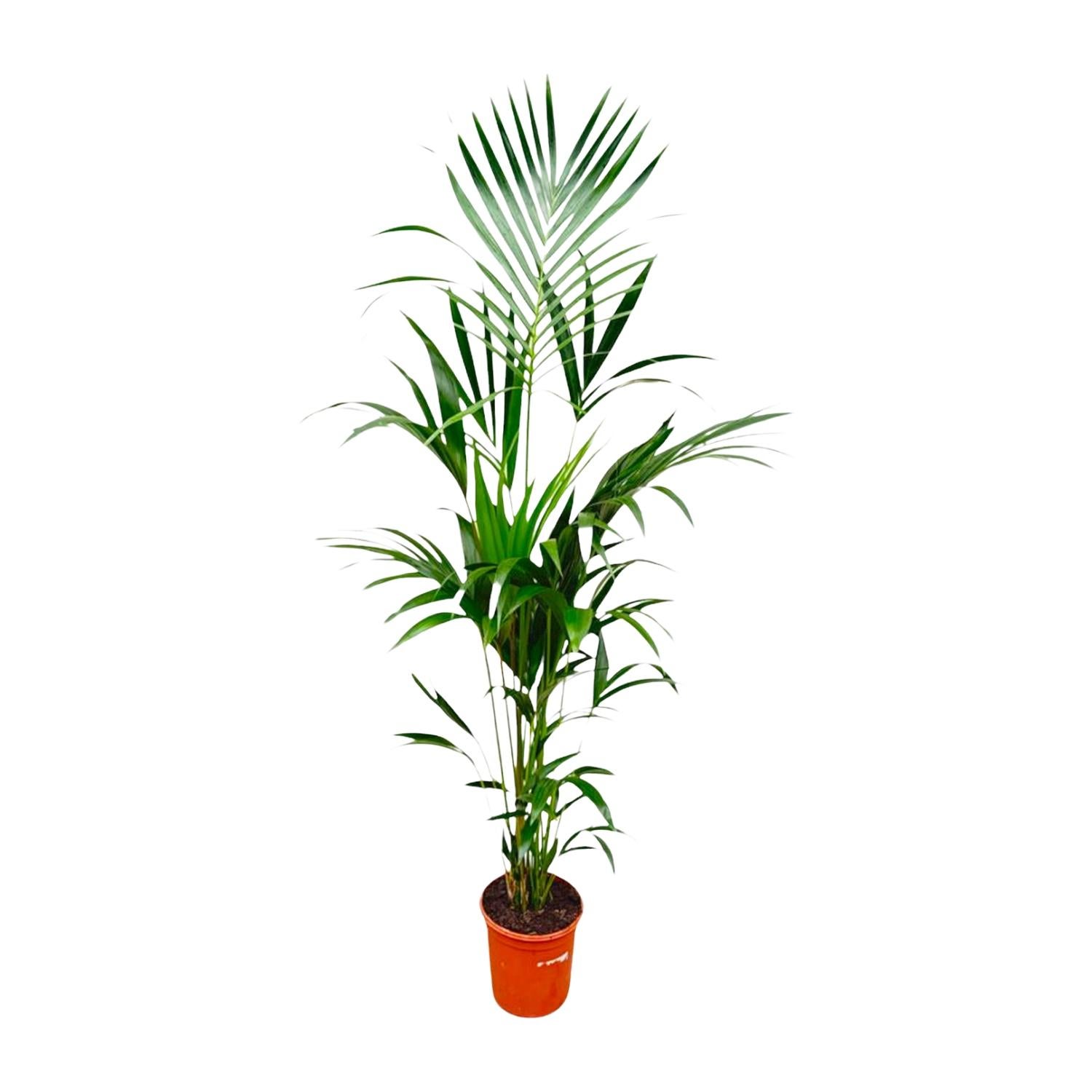 Palmier Kentia – Hauteur 180 cm – Diamètre Ø21-Ø24 cm– MOSELOTA Green ...