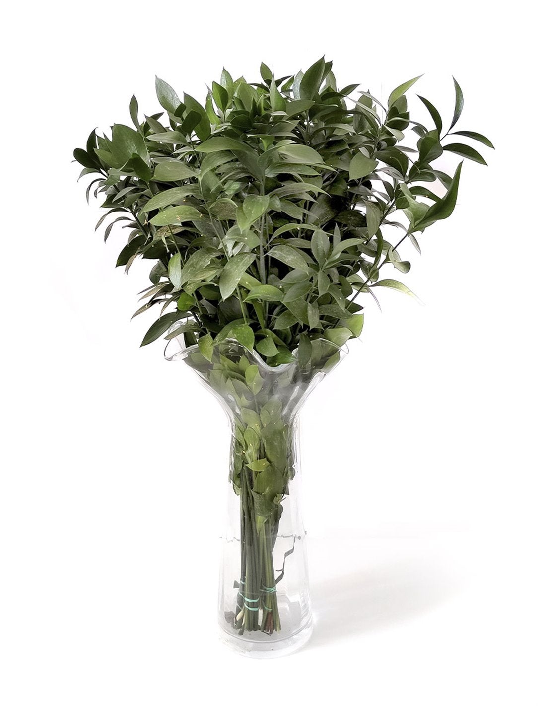 Ruscus | Flor Natural | Ramo de 50 tallos | Verde | 80cm de alto ...