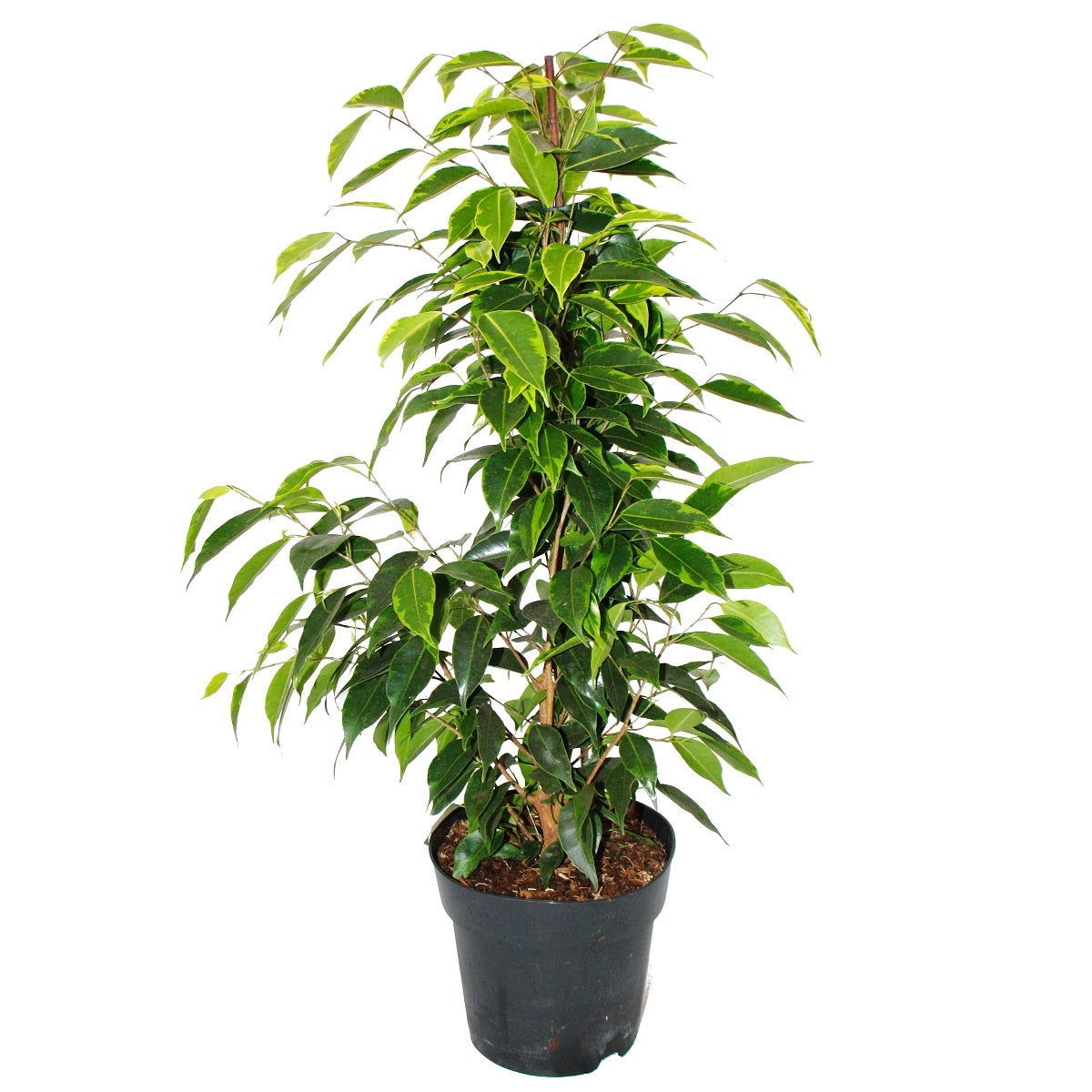 Ficus benjamini "Anastasia" in vaso da 17 cm | Leroy Merlin