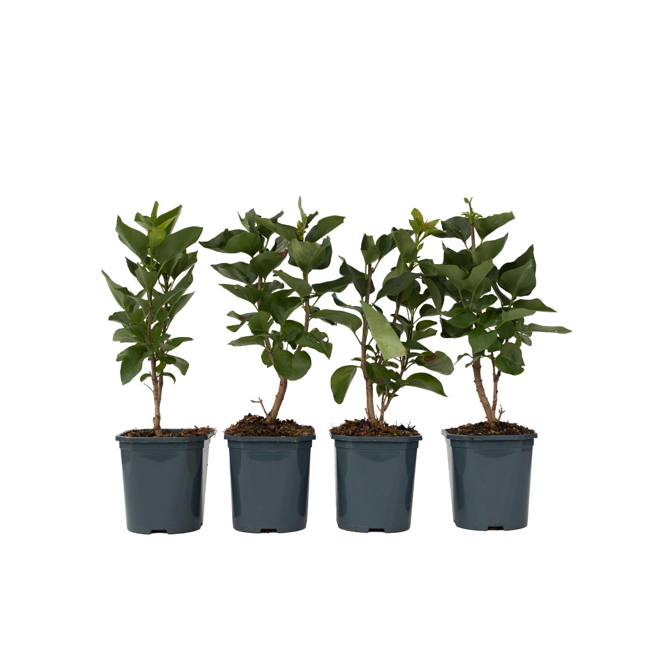 Syringa Mme Lemoine - Juego de 4 - lila - Maceta 17 cm - Altura 25-40cm ...