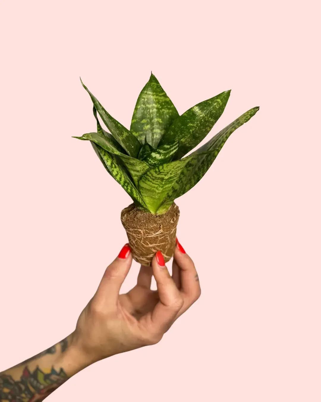 Sansevieria Trifasciata Green Star | Mini Planta Natural | Pur Plant ...