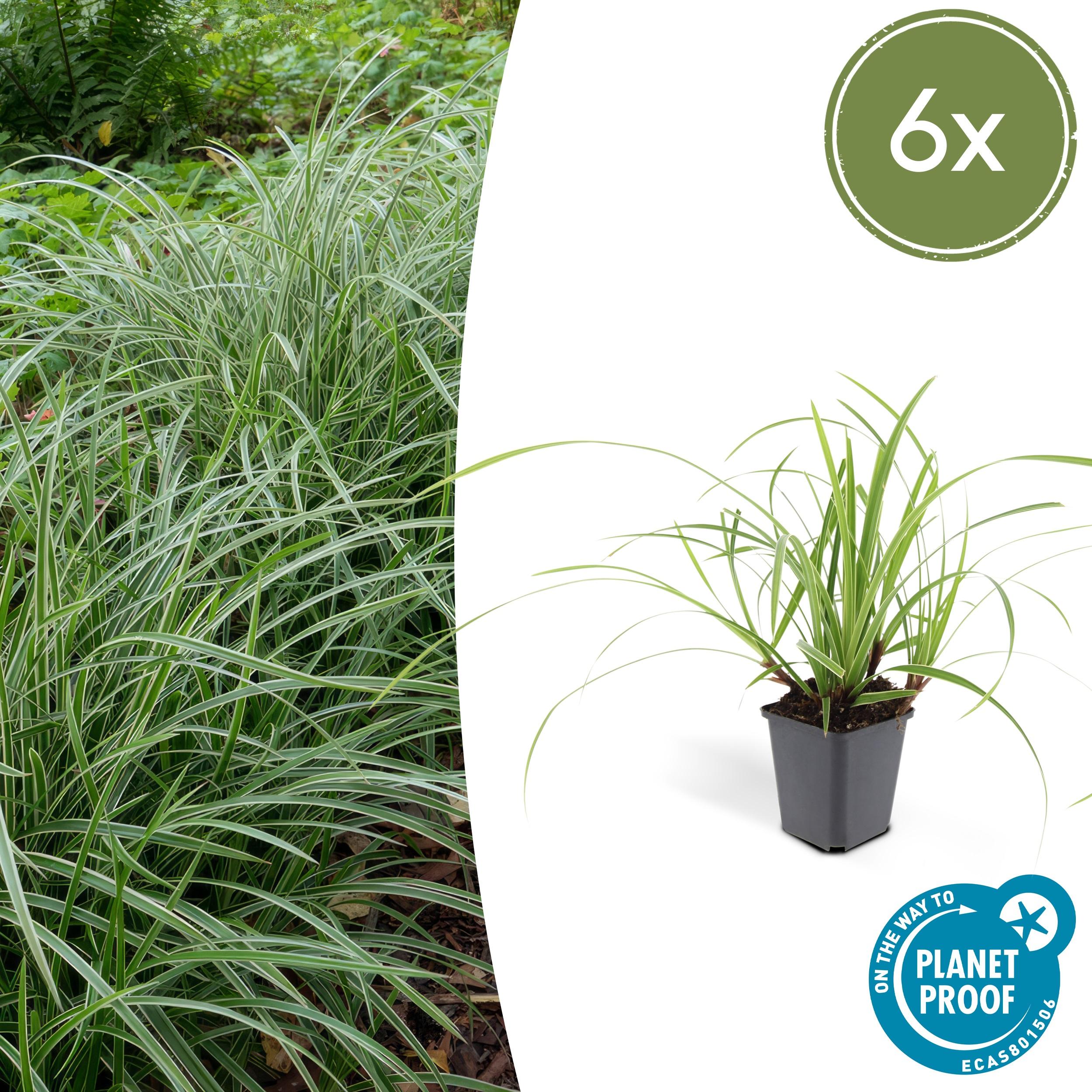 6x Carex morrowii 'Ice Dance' - Herbe ornementale persistante à faible ...