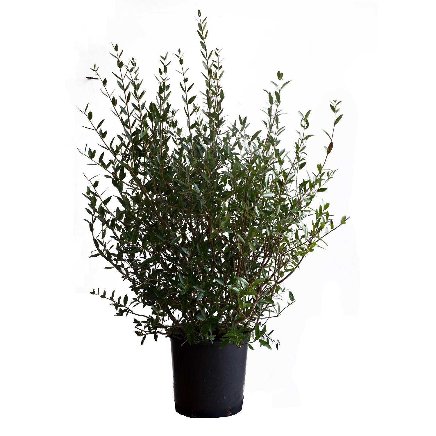 KENTIS - Pianta di Fillirea Ilatro Sottile - Phillyrea Angustifolia ...