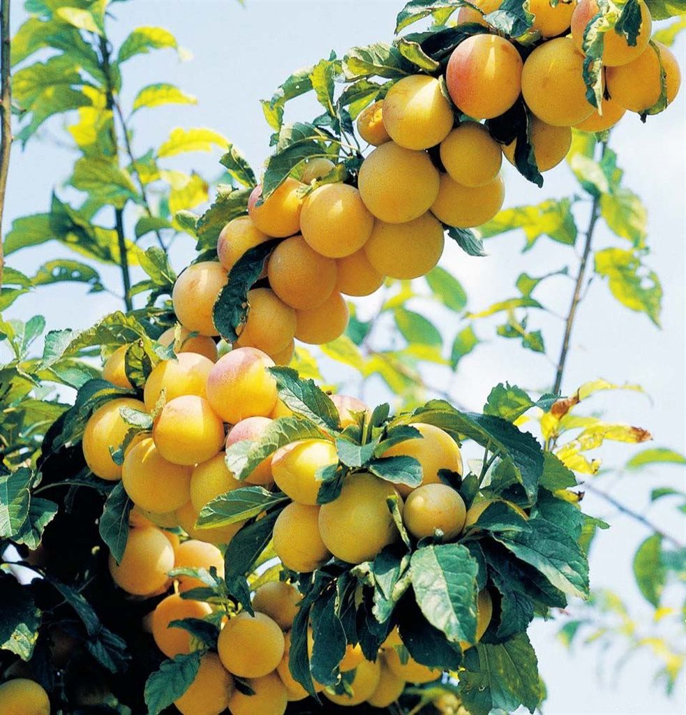 Pianta di Susino Sorriso di Primavera vaso 24cm | Leroy Merlin
