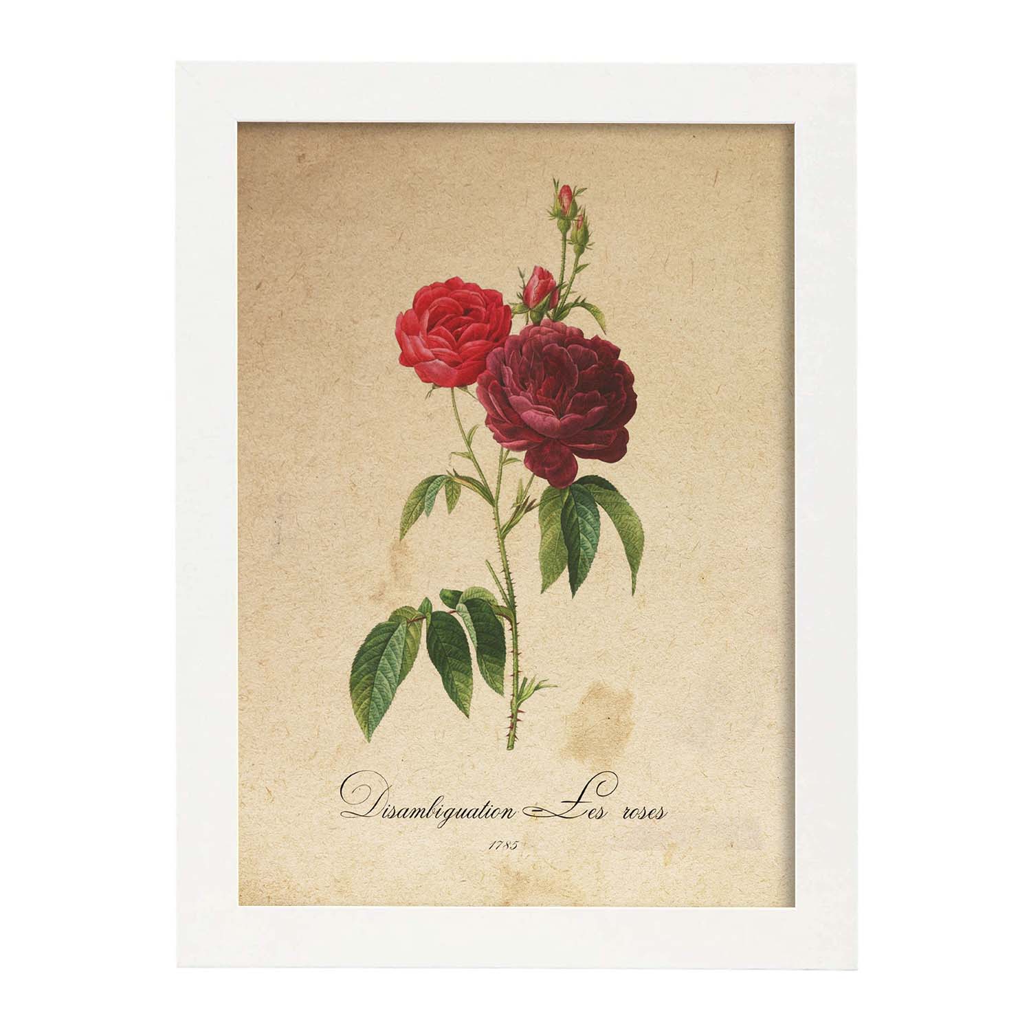 Affiche De Fleurs Vintage. Les Roses 2 Avec Conception Vintage. Cadre ...