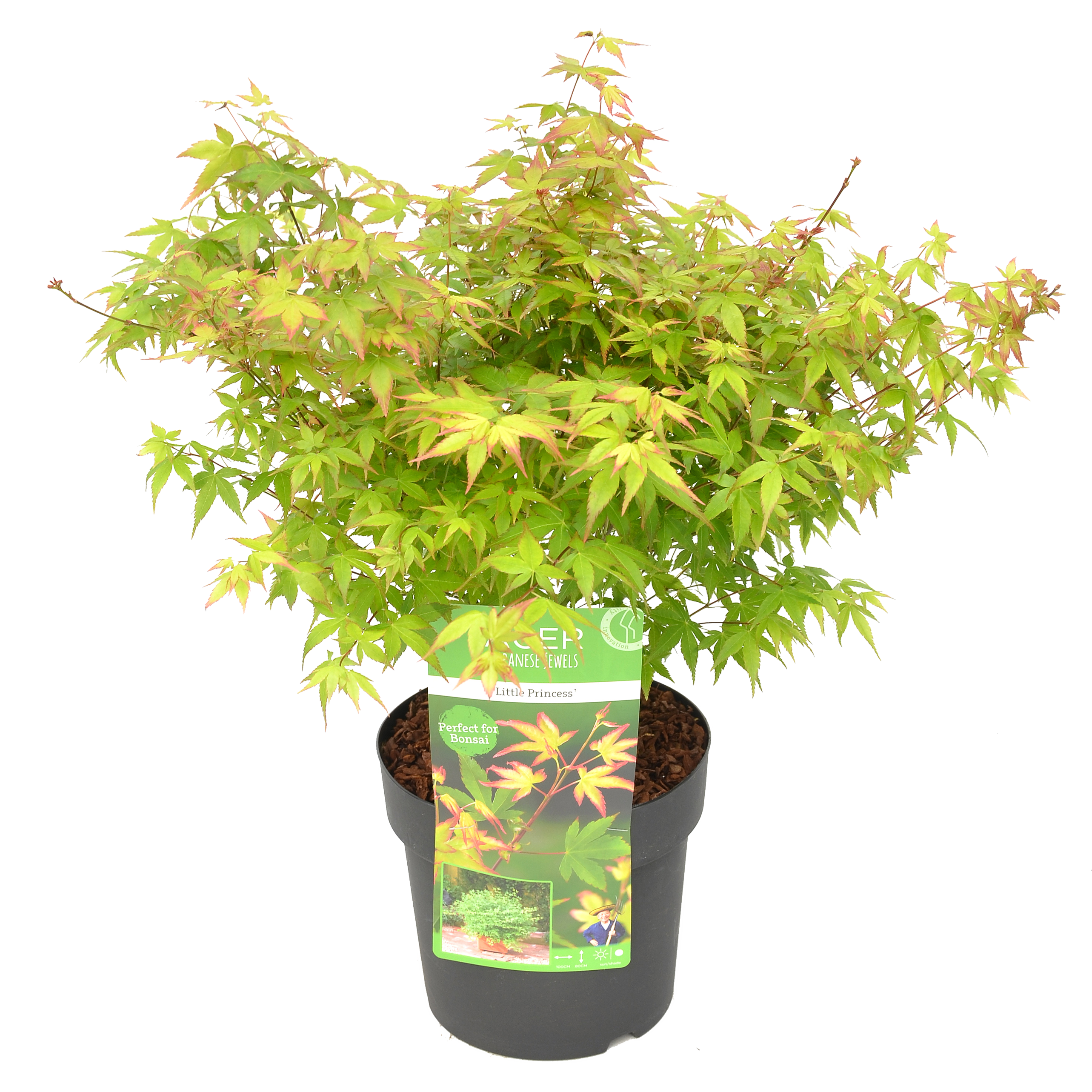 Acer Palmatum Little Princess - Érable du Japon - Plantes de jardin ...