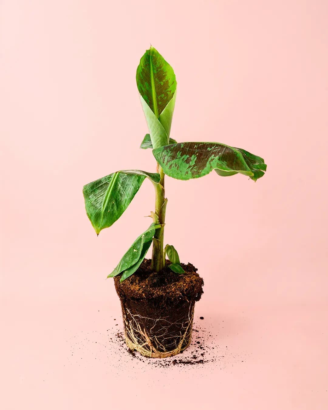 Platanera Musa | Plantas Naturales Exterior | Pur Plant | Leroy Merlin