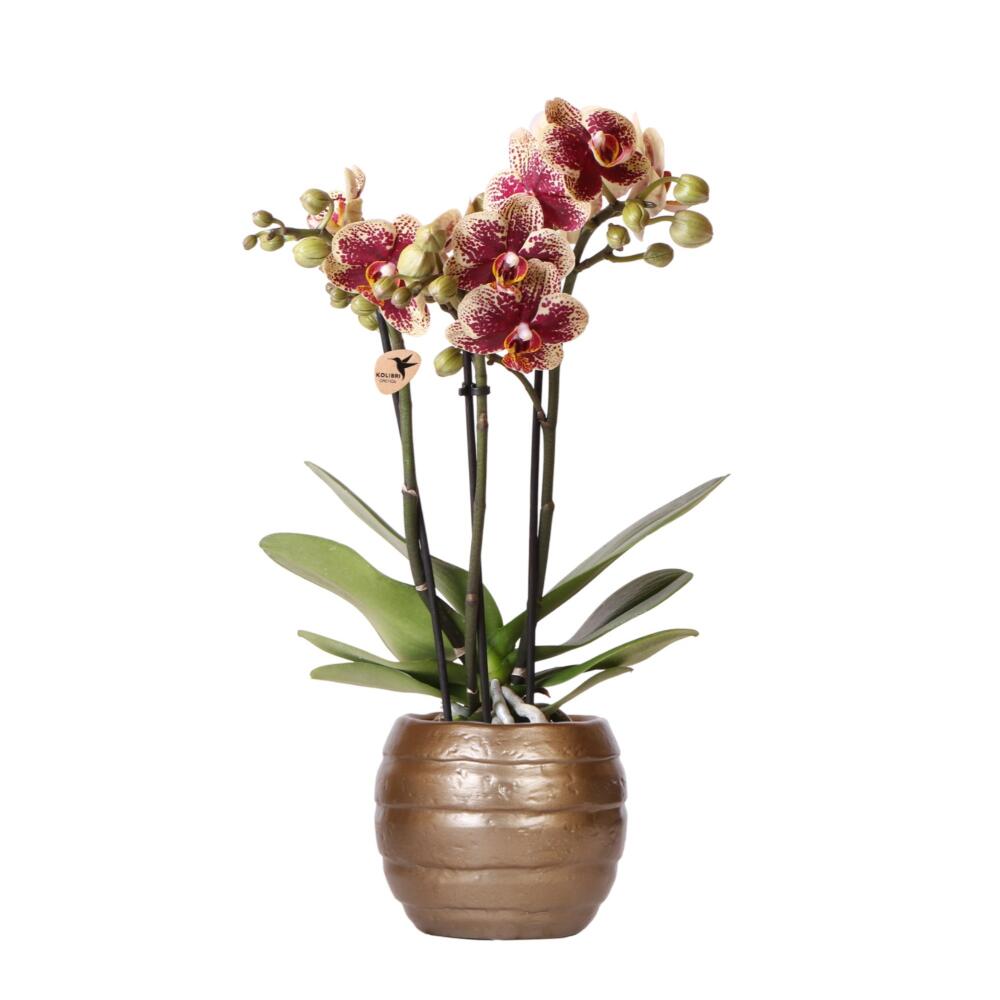 Colibri Orchidées - Orchidée Phalaenopsis jaune rouge - Espagne ...
