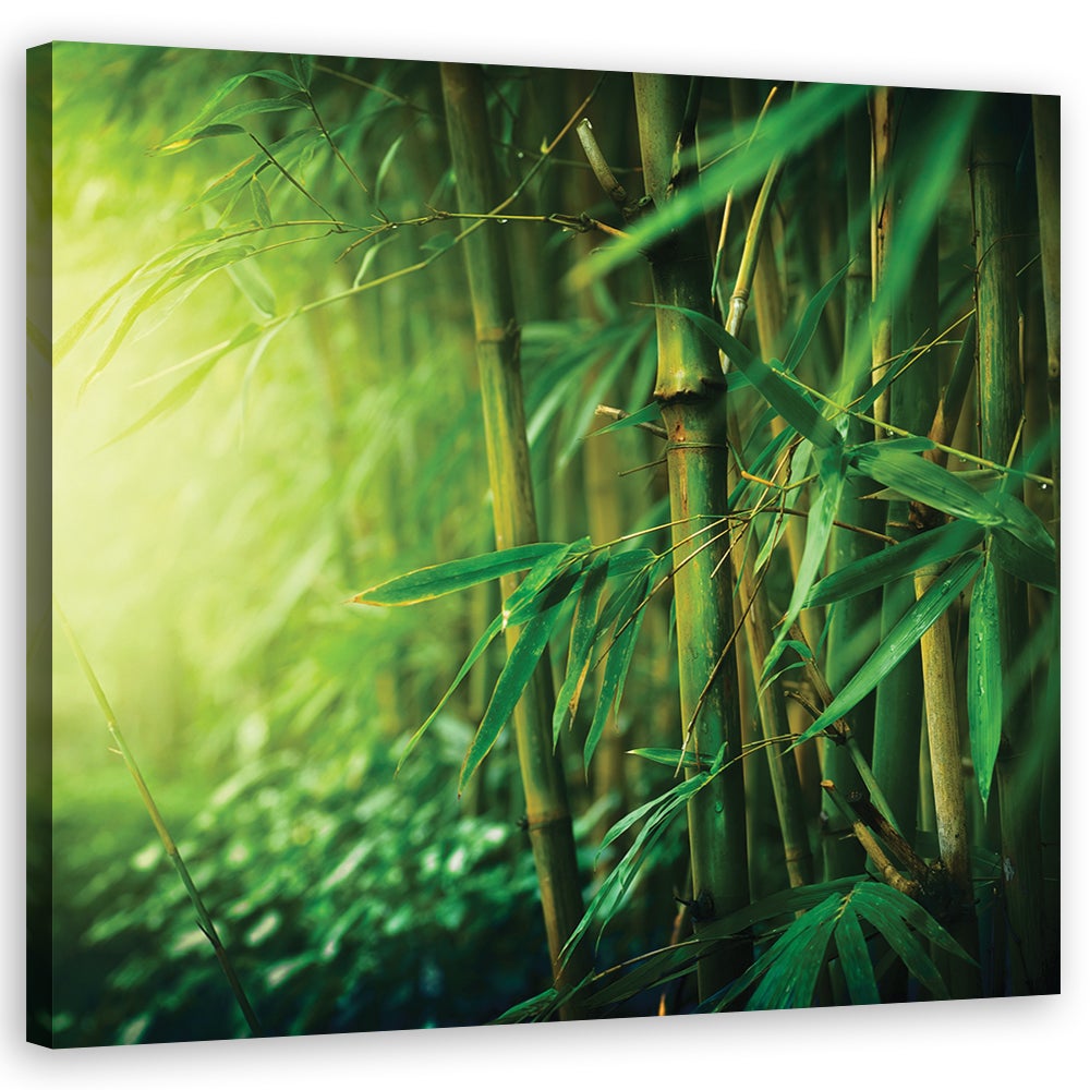 Cadre déco Bambou de la jungle 60x60 | Leroy Merlin