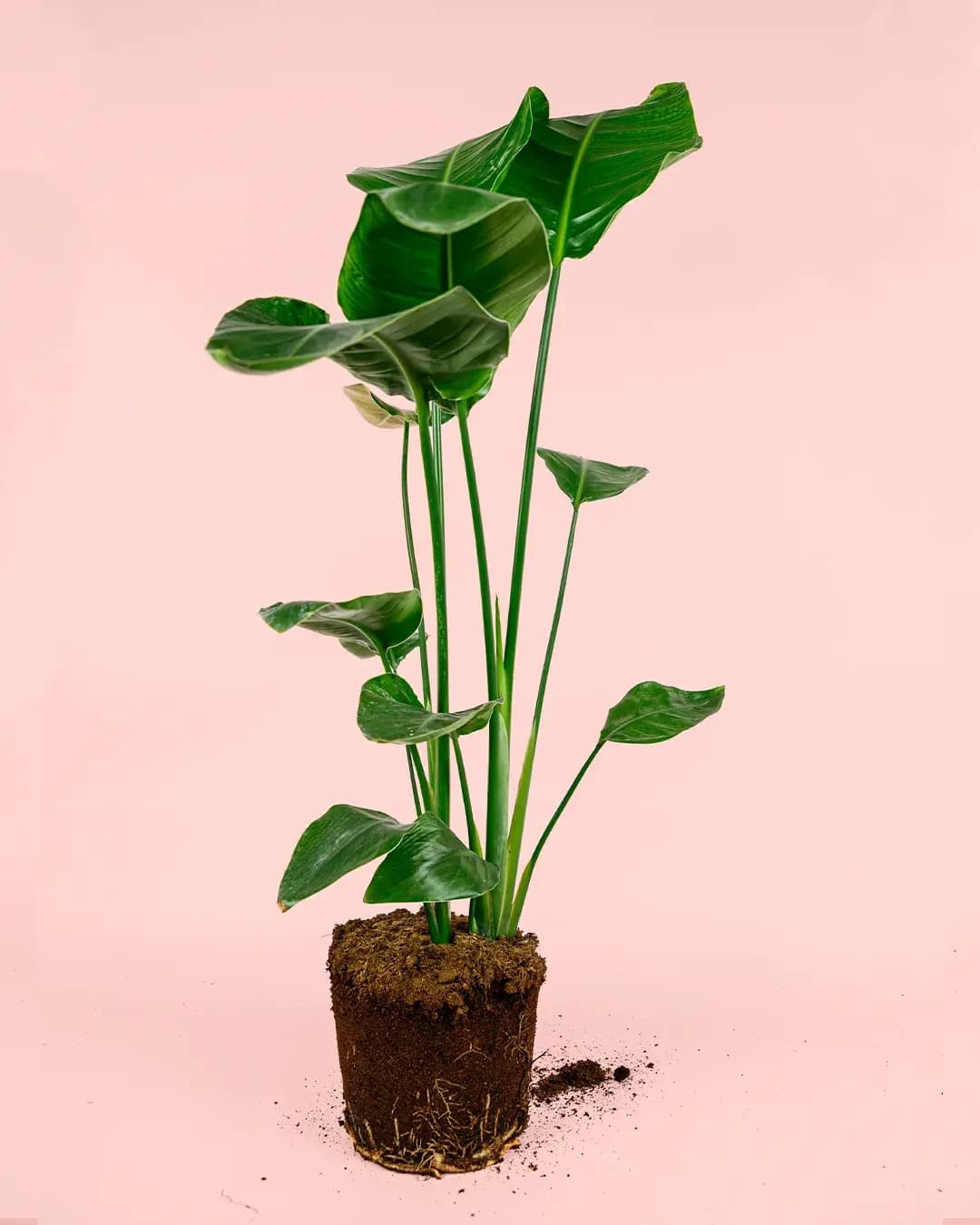 Strelitzia Nicolai | Plantas Naturales Interior y Exterior | Pur Plant ...