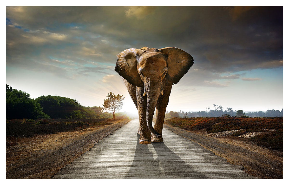 Cartel moderne elephant on the road, 60x40cm - made in France | Leroy ...