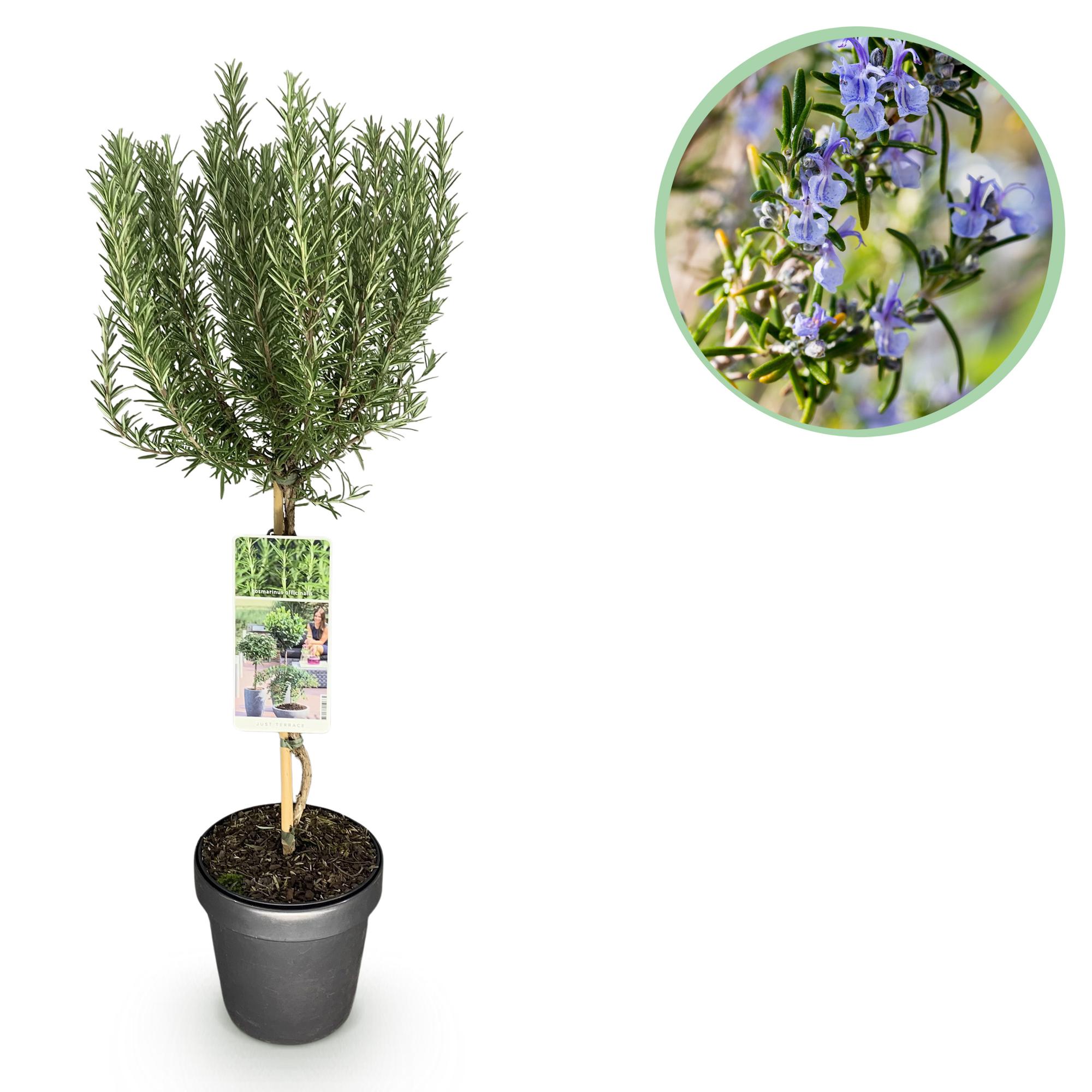 Plante sur tige Rosmarinus officinalis fleurs violettes feuillage ...