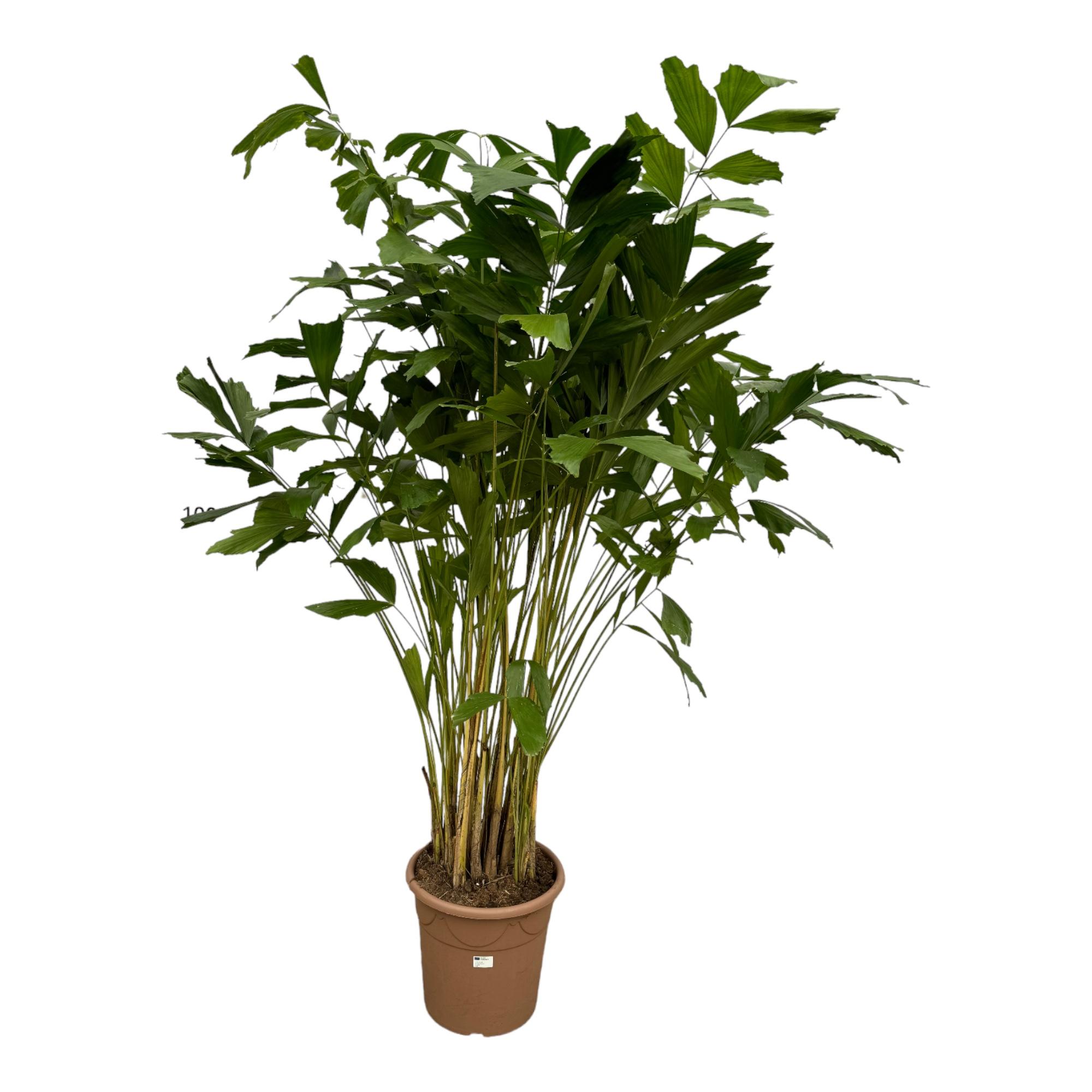 Plante Caryota Mitis – 250 cm – Ø32 cm– MOSELOTA Green | Leroy Merlin
