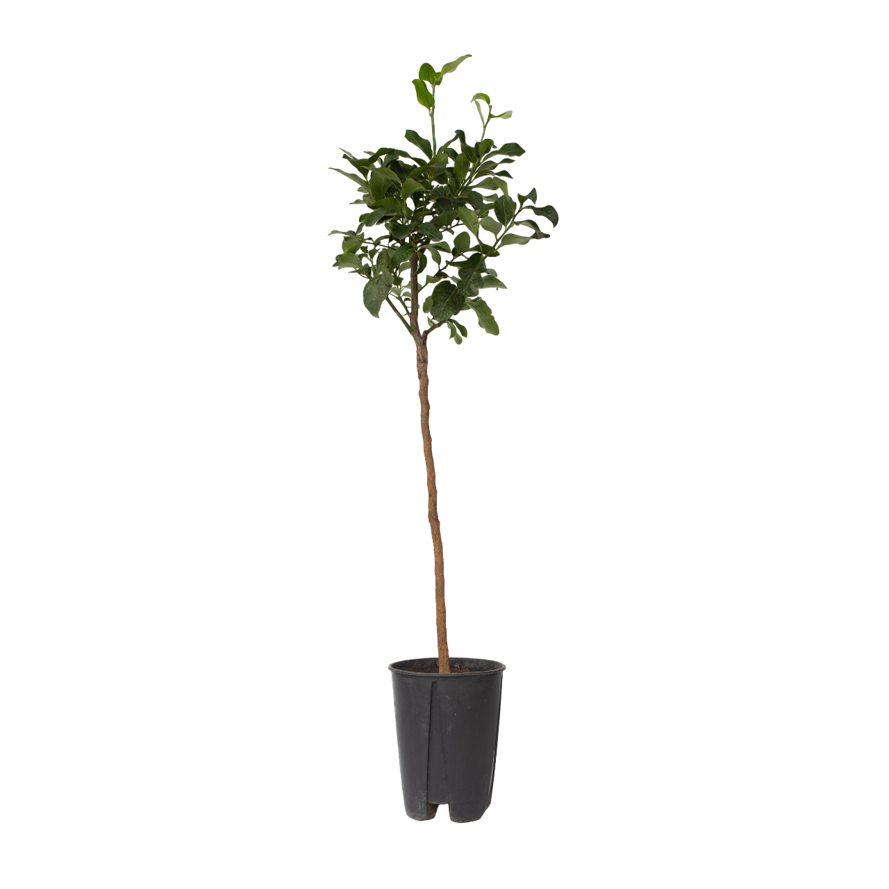 Árbol de limón - Citrus limon - Altura 100-120cm - ⌀19cm | Leroy Merlin