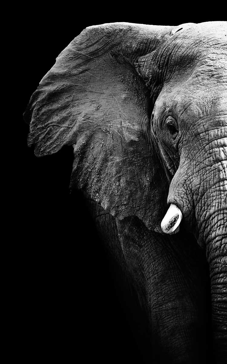 Tableau animaux portrait artistique elephant noir et blanc - 50x80 cm ...