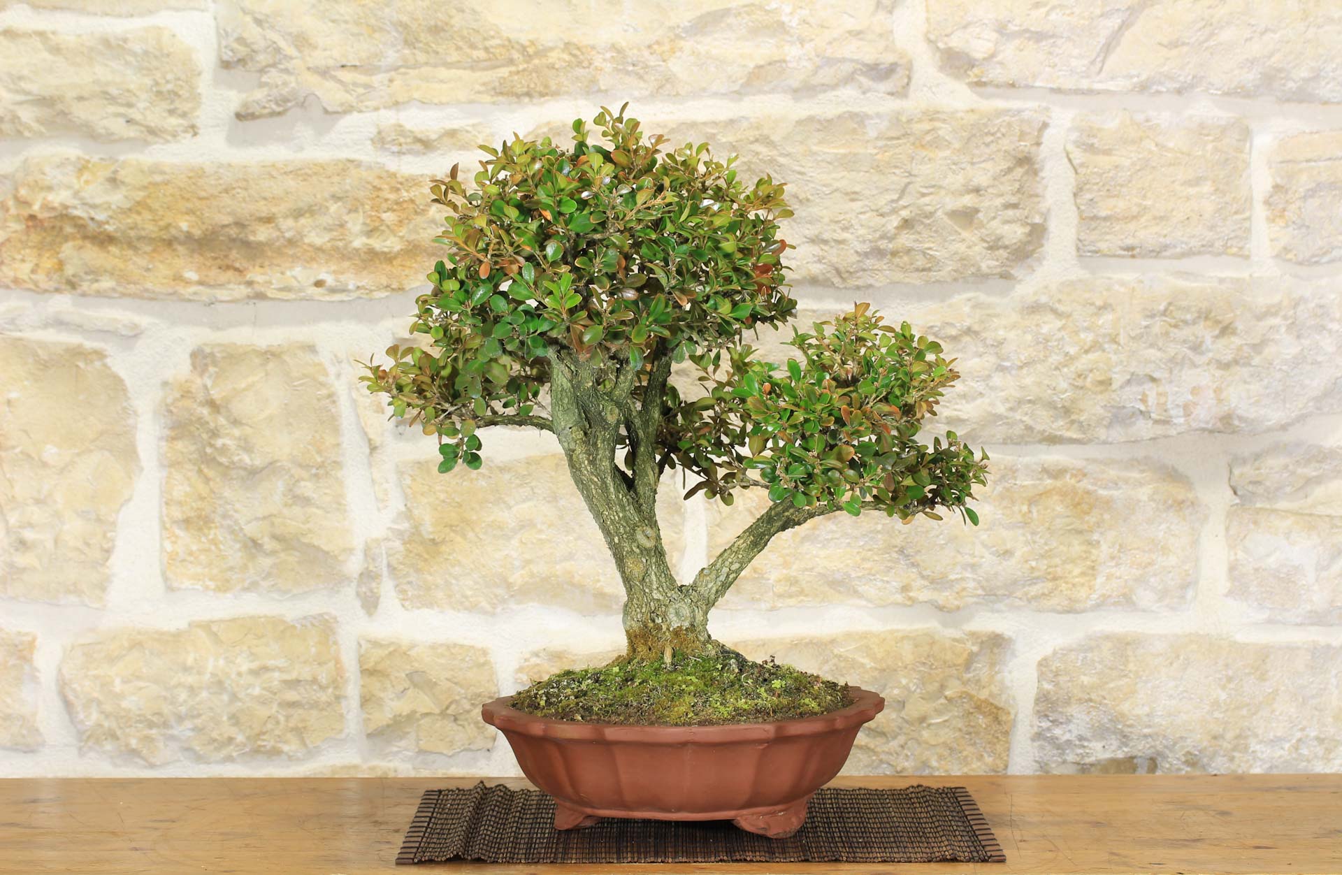 Bonsai di Bosso (103) | Leroy Merlin