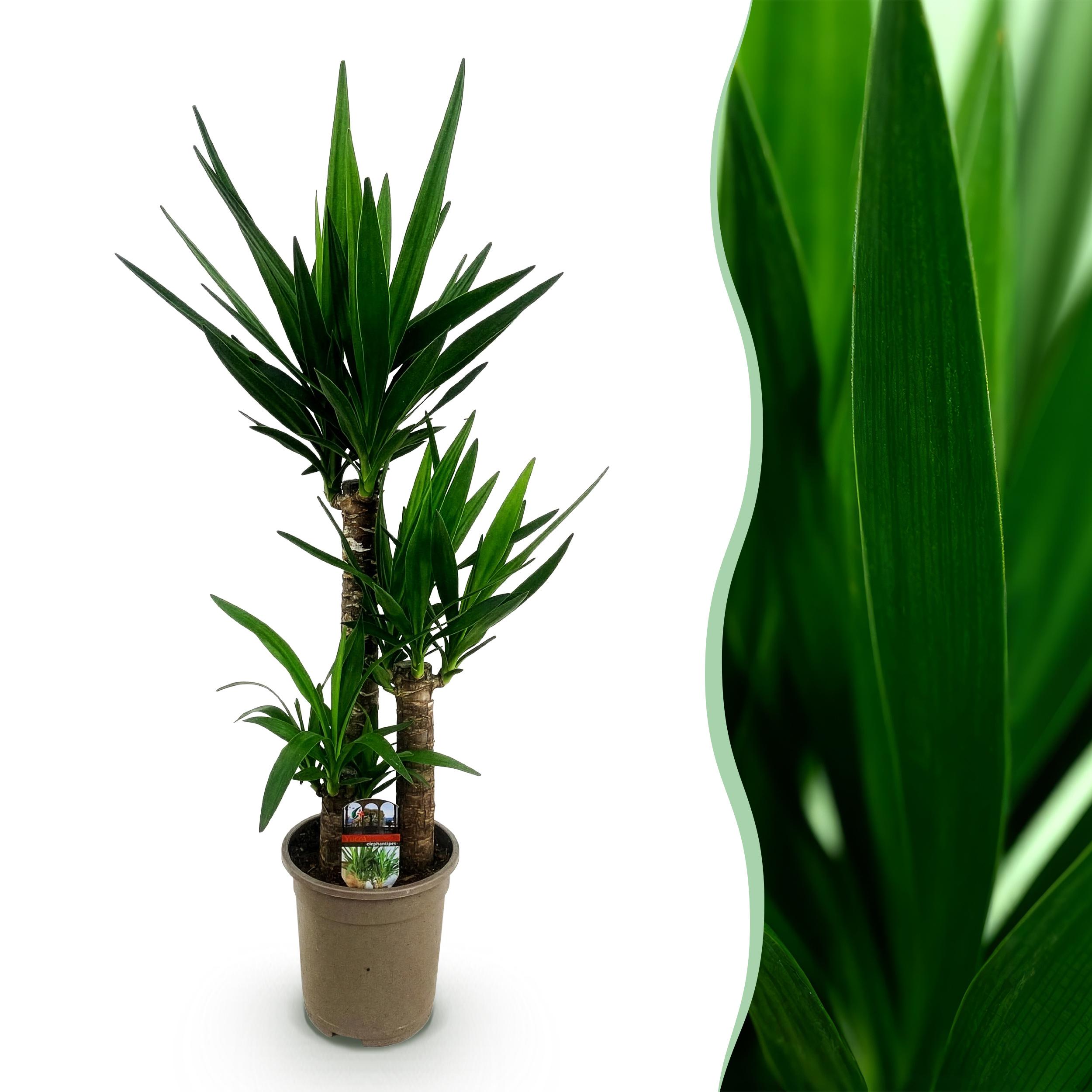 Planta de interior Yucca elephantipes fácil cuidado verde 1 ud maceta ...