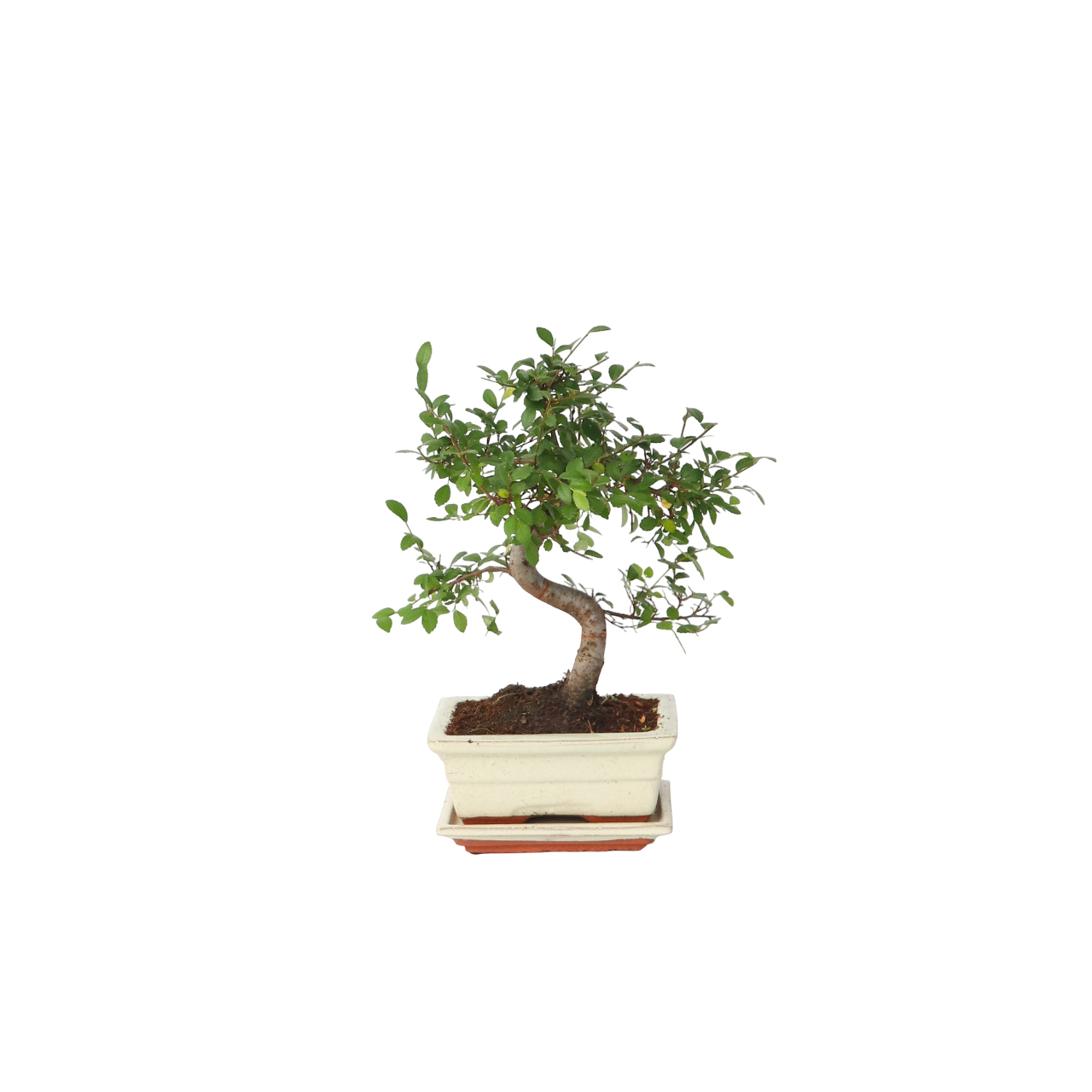 Plant in a Box - Bonsai 'Zelkova' - Forma a S - Altezza 20-30 cm ...