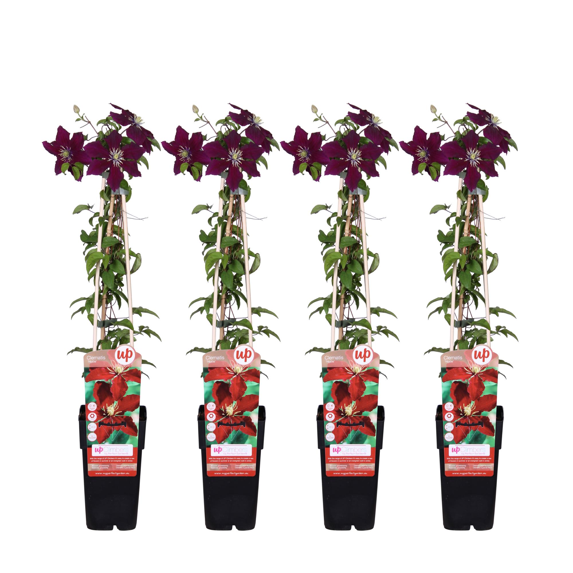 Clematis 'Niobe' - Planta trepadora perenne con flores rojas grandes ...