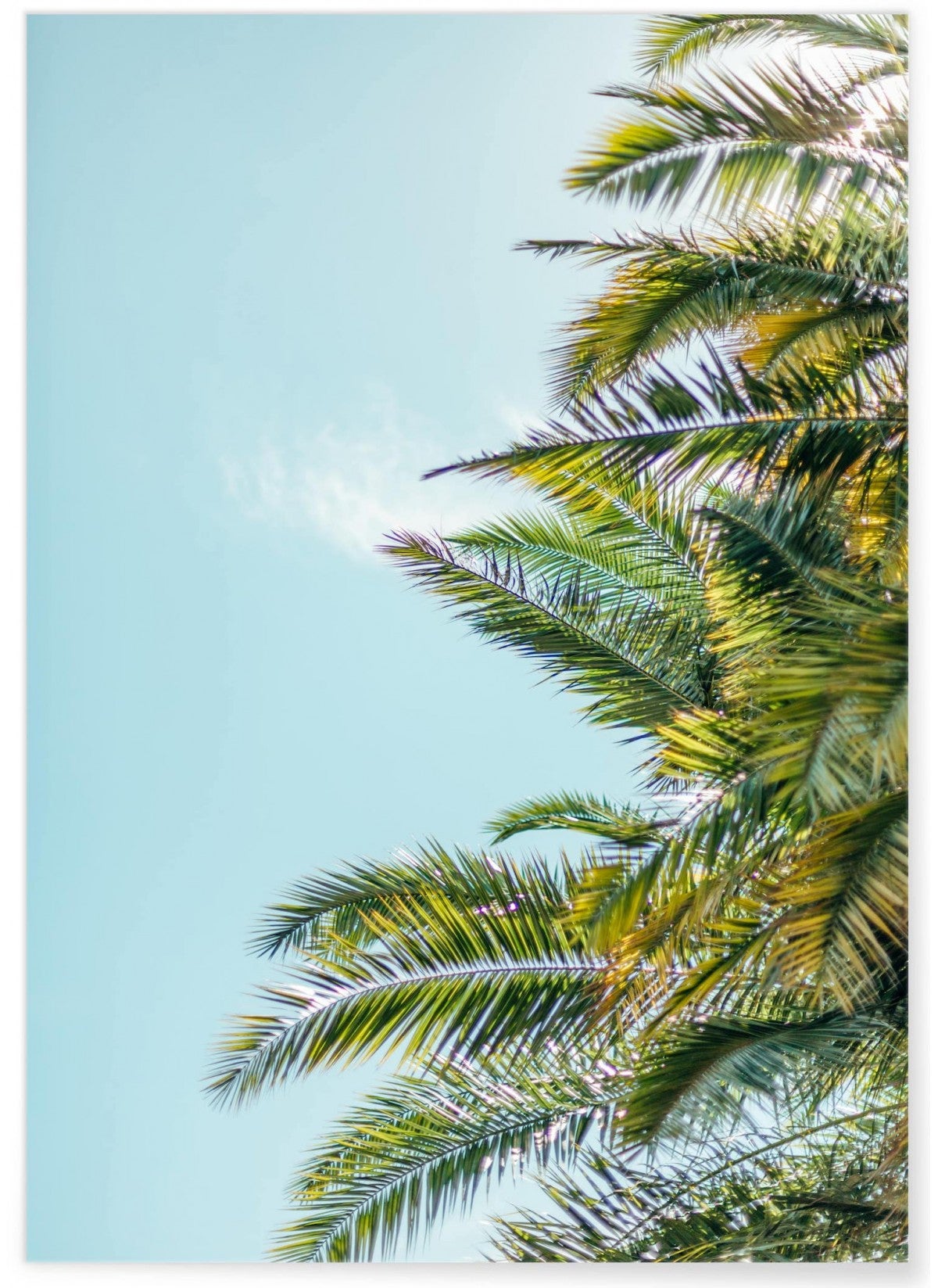 Affiche Palm Trees 5 - Format A3 - | Leroy Merlin