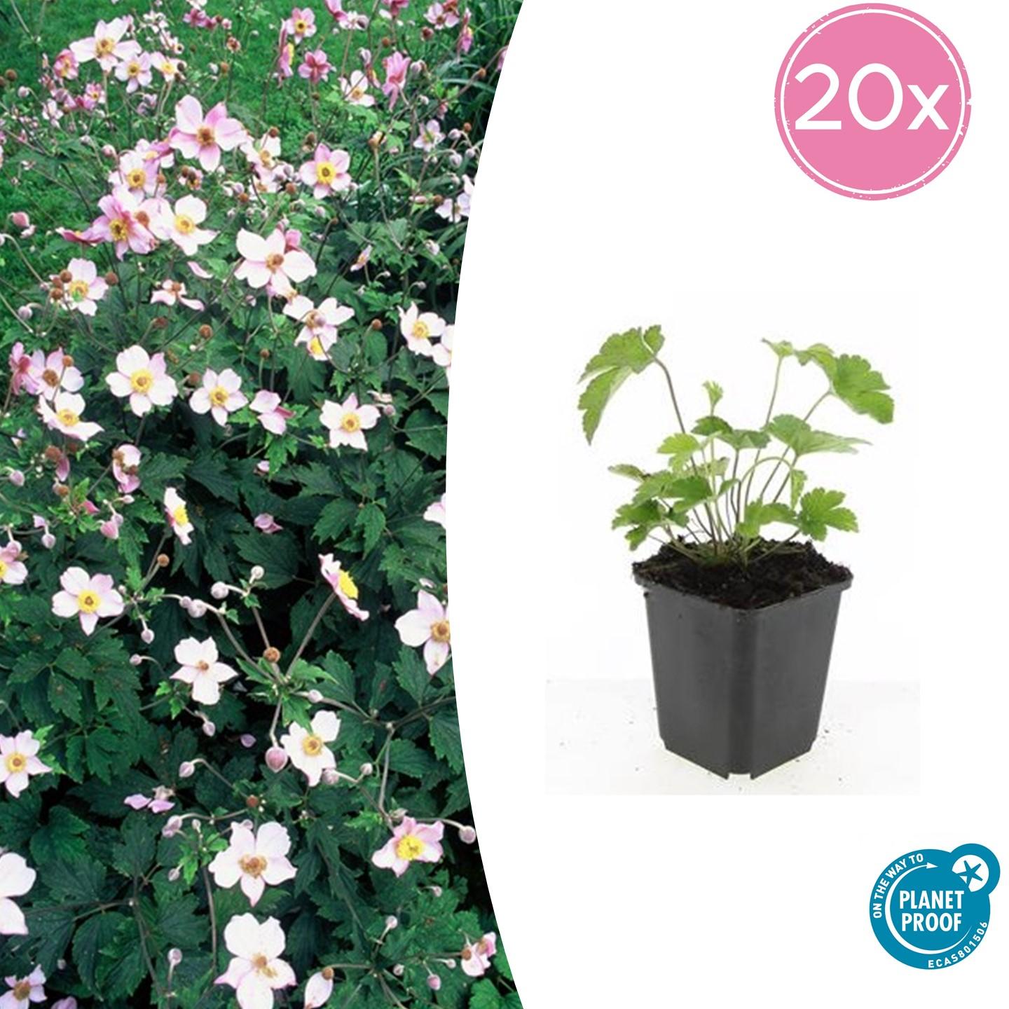 Anémona tom. 'Robustissima' – Maceta Ø9 cm – Altura 10–25 cm – Flores ...