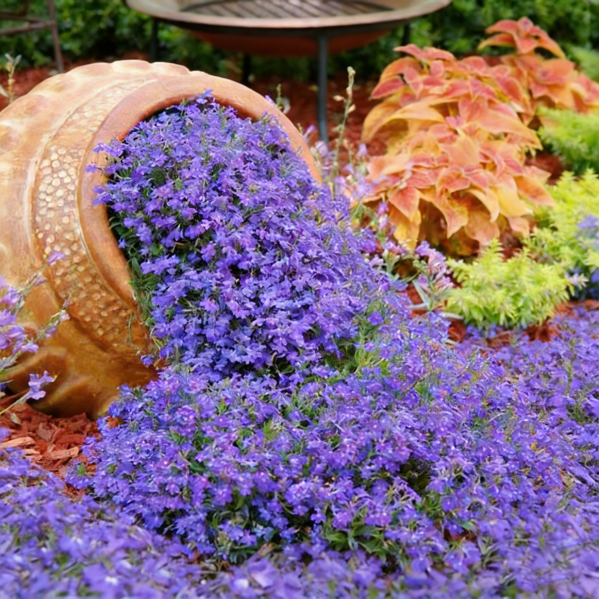 20000 graines de lobélia, faciles à cultiver, Graines de fleurs avec ...