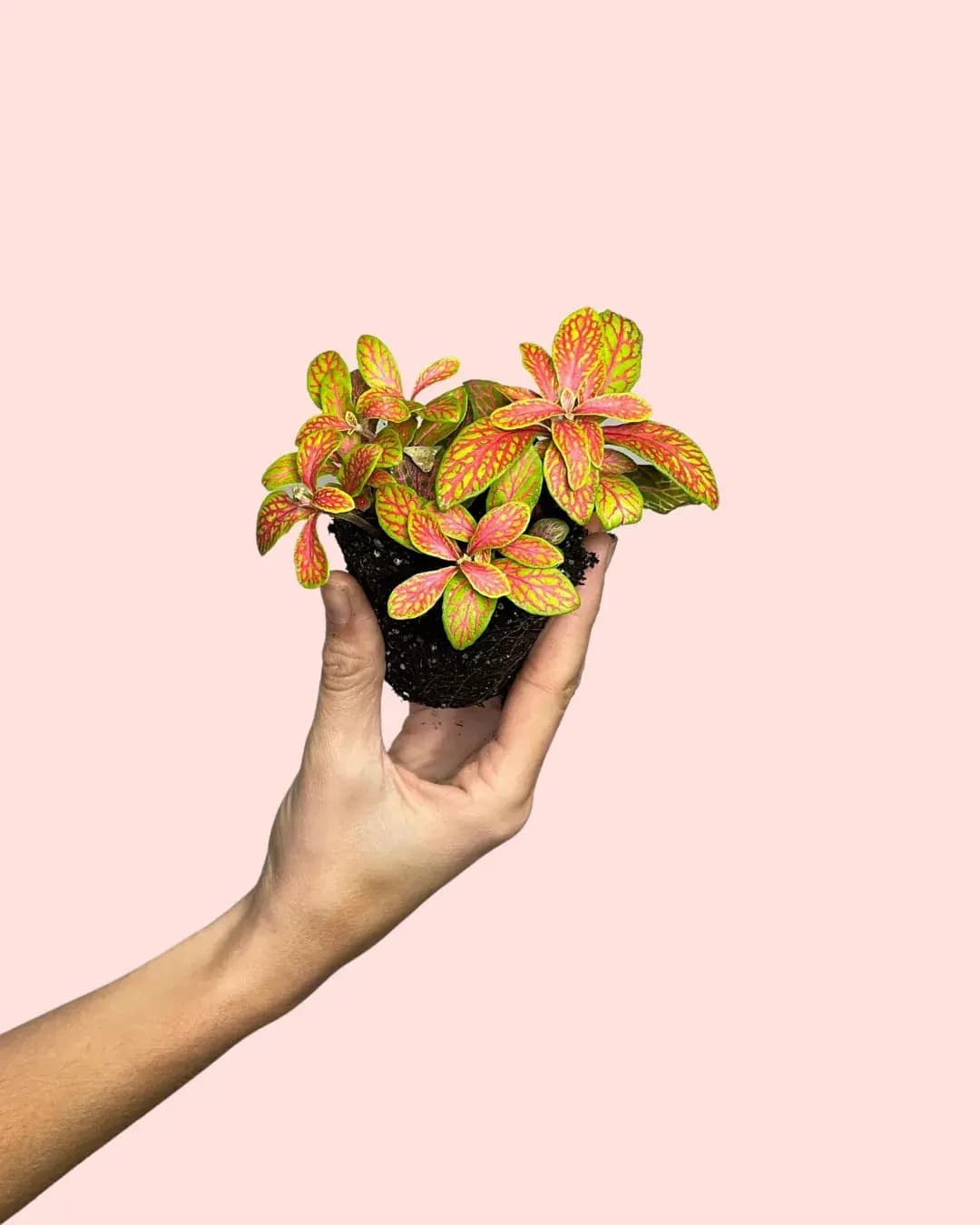 Fittonia Fusion Mini | Planta Natural Terrario | Pur Plant | Leroy Merlin