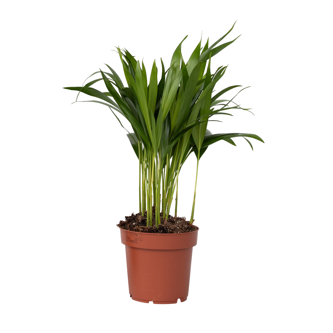 Palma Areca - Dypsis lutescens - Altura 30-45cm - ⌀12cm | Leroy Merlin