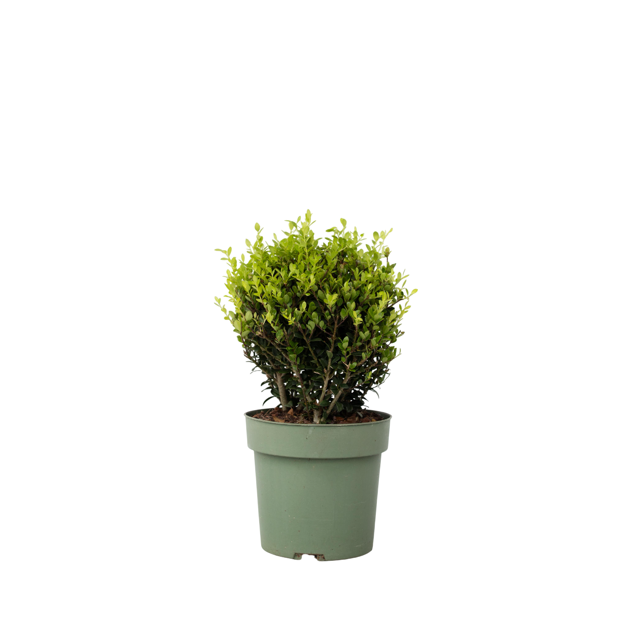 Agrifoglio giapponese - Ilex crenata 'Jenny' - Altezza 30-40cm - ⌀17cm ...