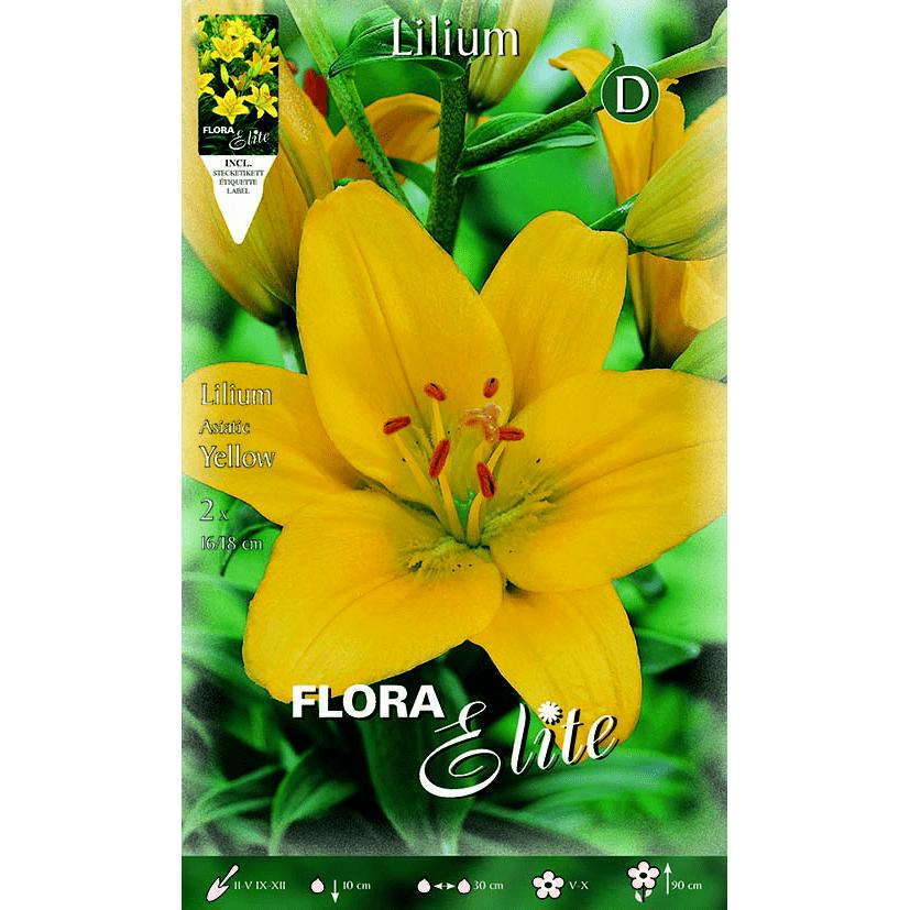 Bulbo Lilium asiatic amarillo 2 | Leroy Merlin