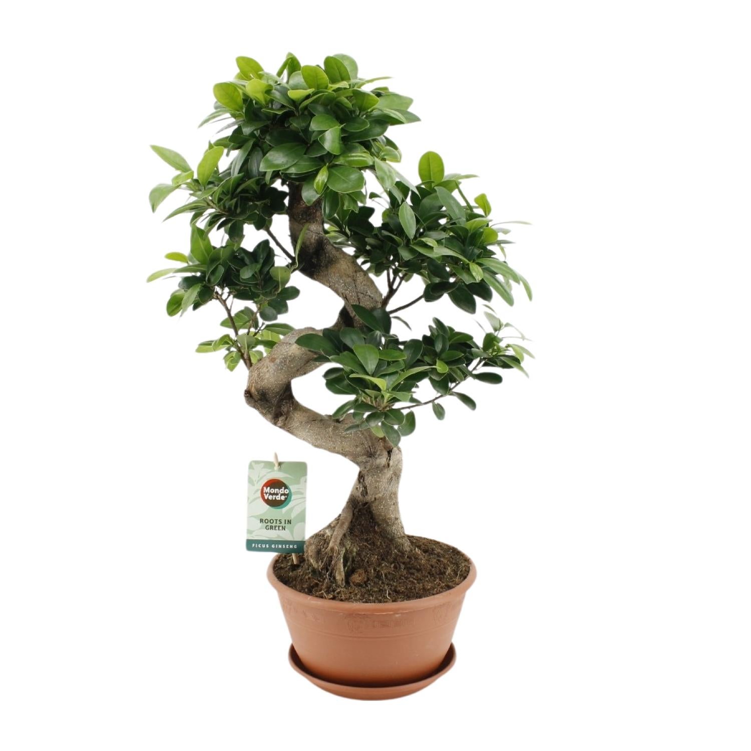 Plante Ficus Ginseng - Diamètre 22cm, Hauteur 60cm– ComfortXL Green ...
