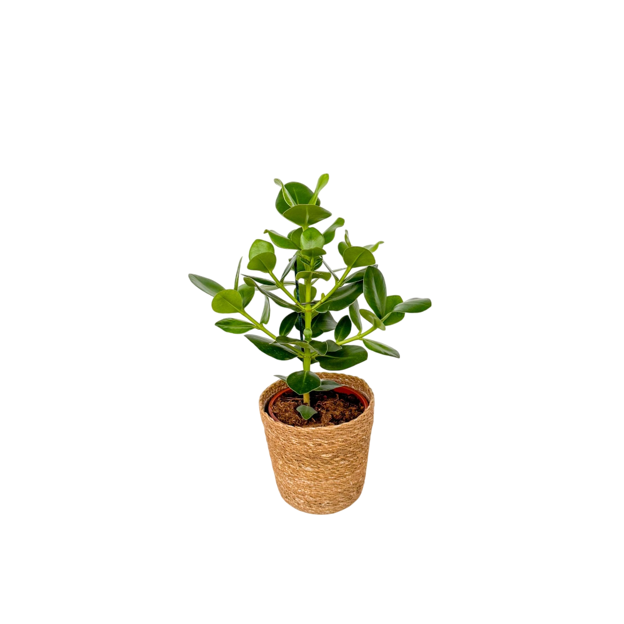 Copey rosado - Clusia rosea 'Princess' - Incluye cesta - Altura 50-60cm ...